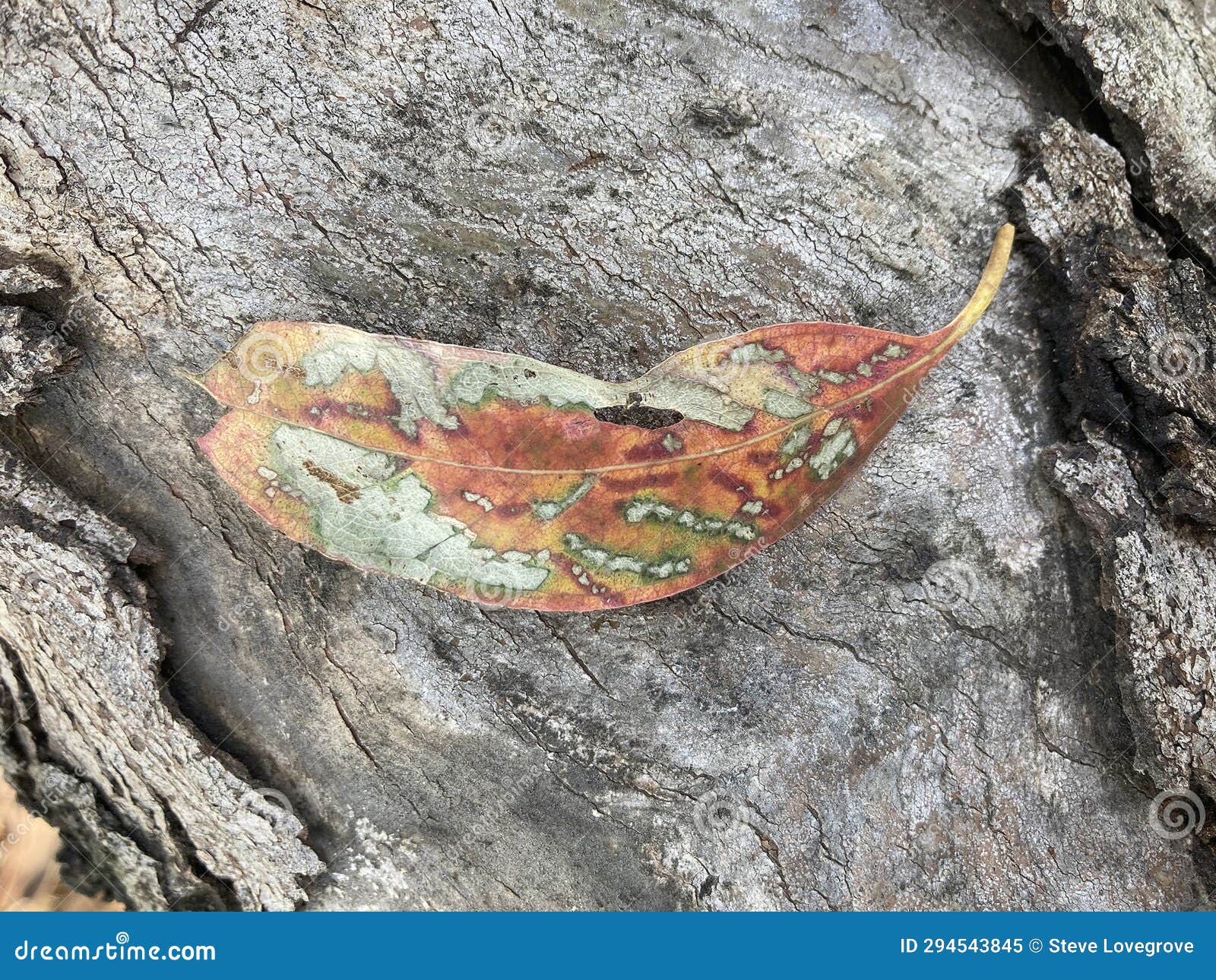 Colorful Fallen Eaf from an Australian Eucalyptus Tree Stock Image ...