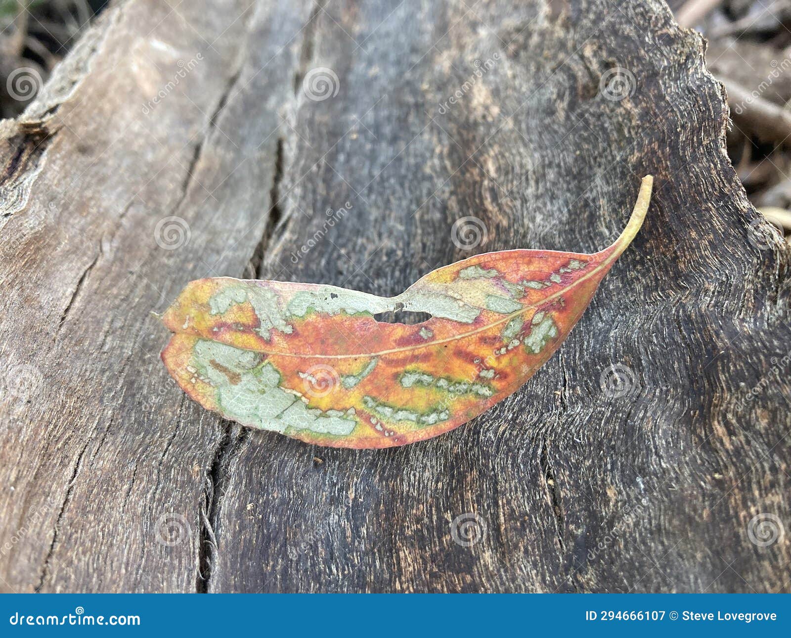Colorful Fallen Eaf from an Australian Eucalyptus Tree Stock Image ...