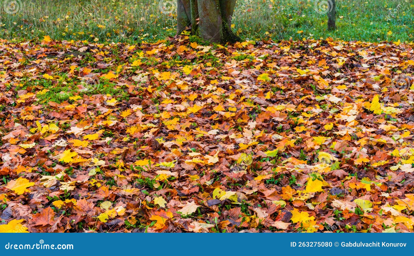 Colorful Fallen Foliage at the Tree Base in Autumn Stock Photo - Image ...