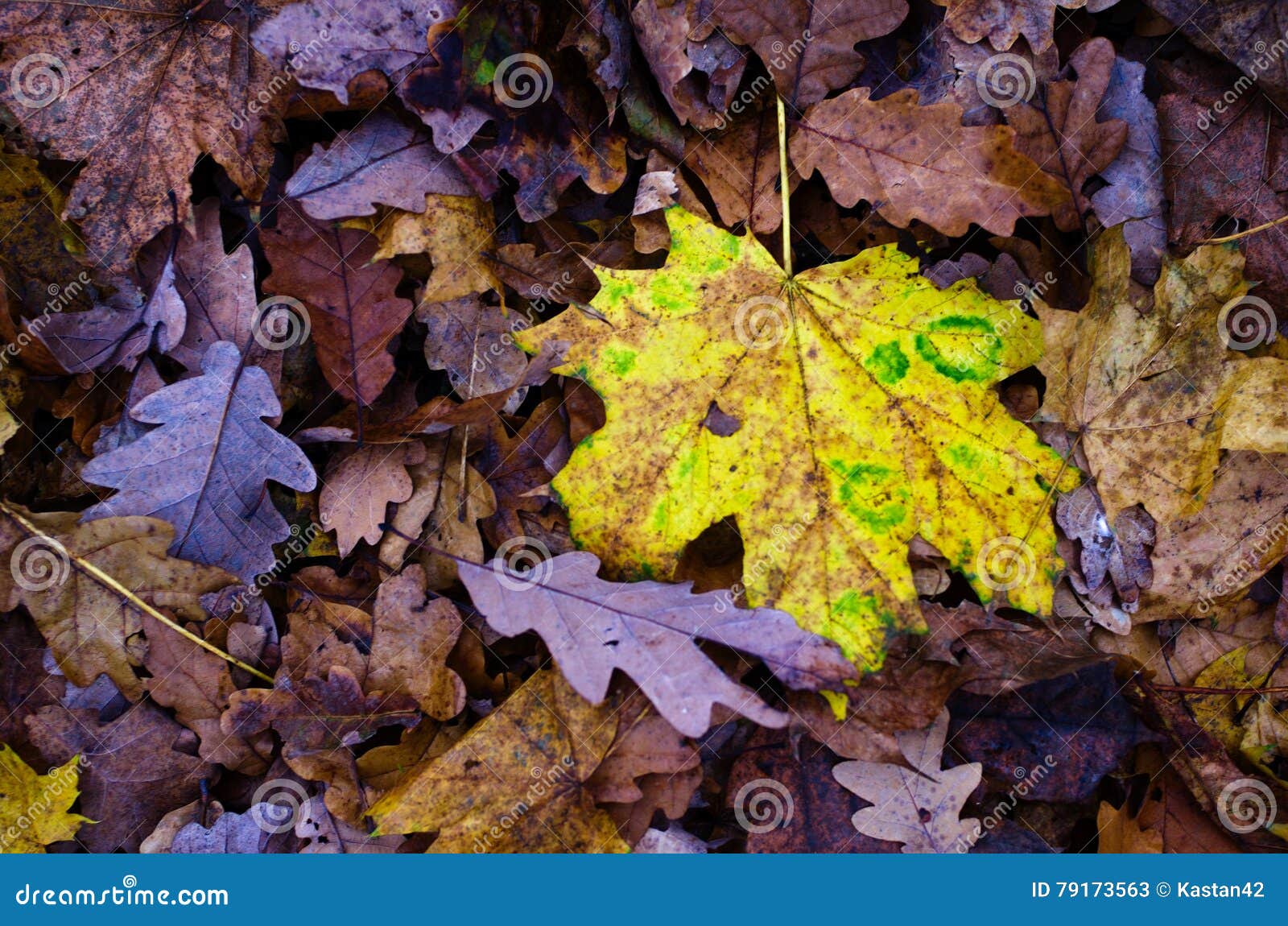 Colorful fallen leaves stock image. Image of forest, beautiful - 79173563