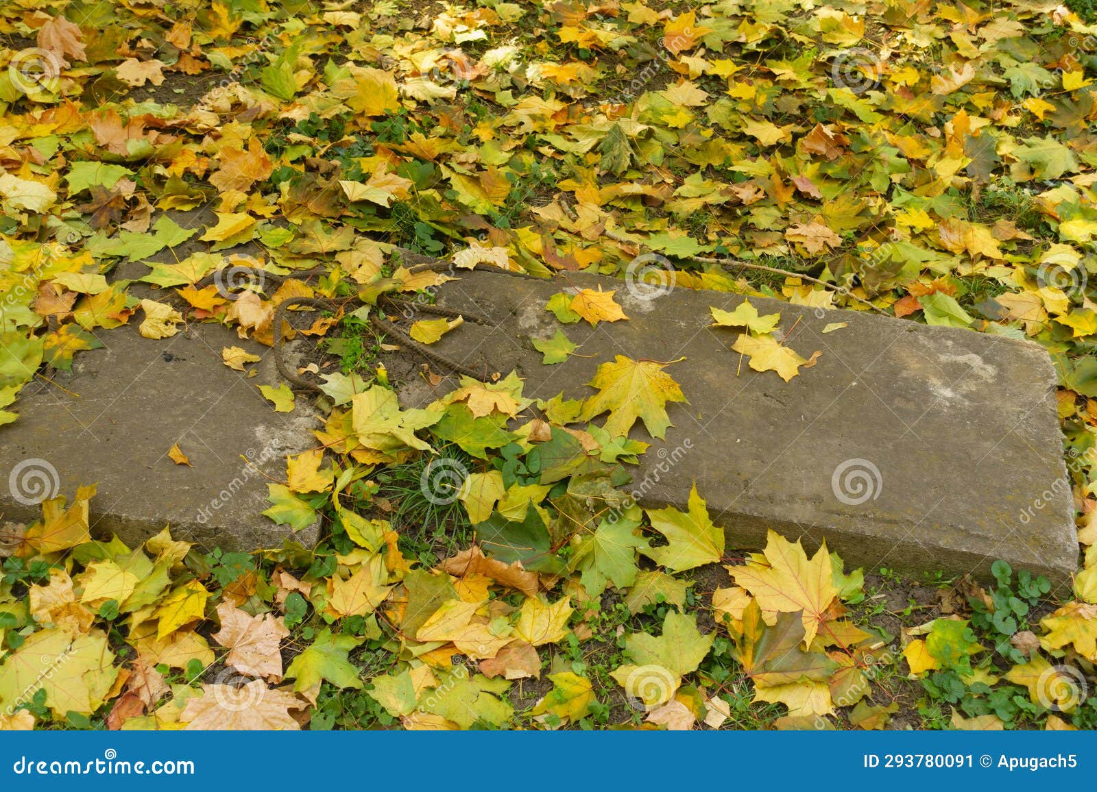 Colorful Fallen Leaves of Maple on Concrete Slab in October Stock Image ...