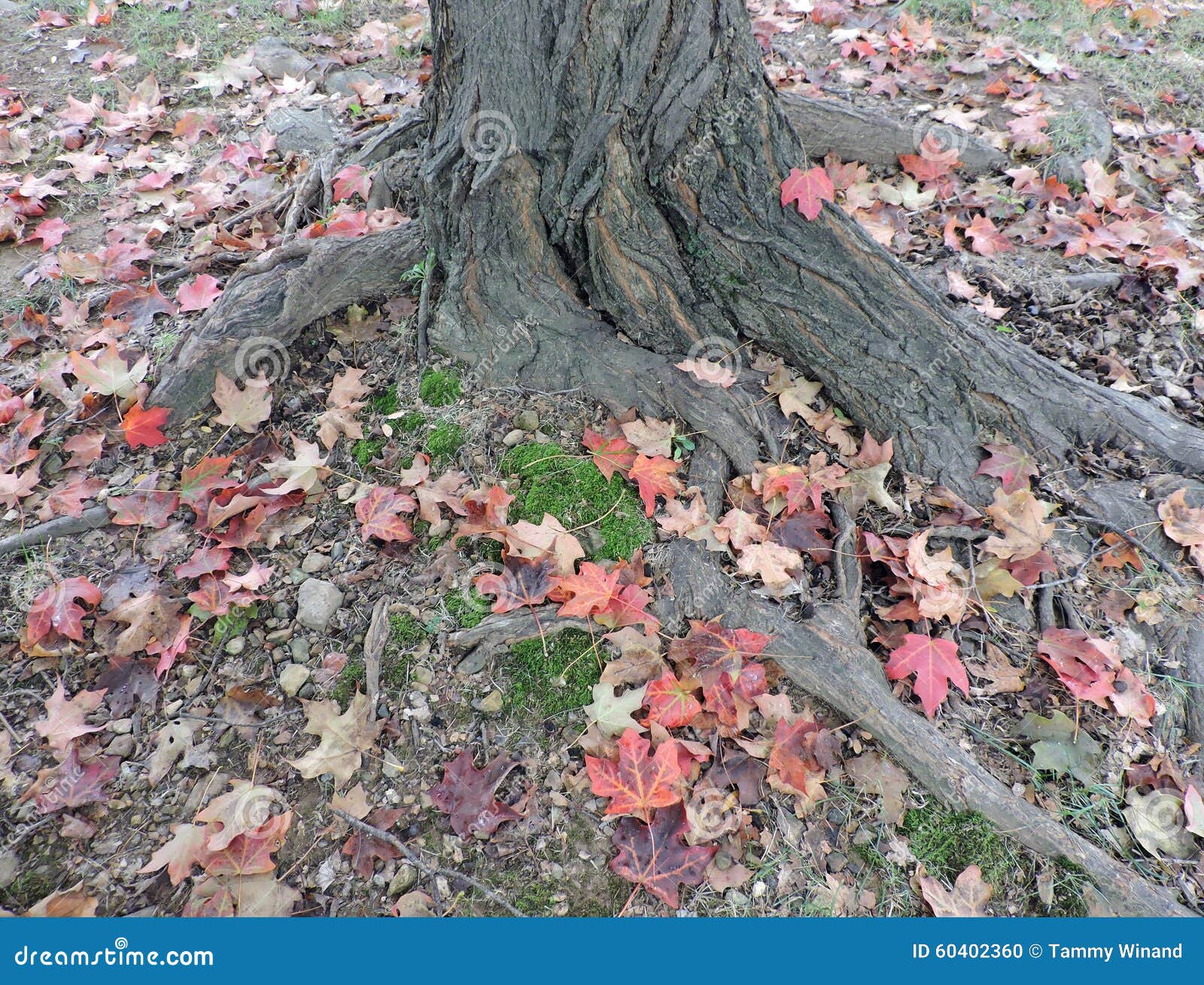Colorful Fallen Maple Leaves Around Tree Trunk Stock Photo - Image of ...