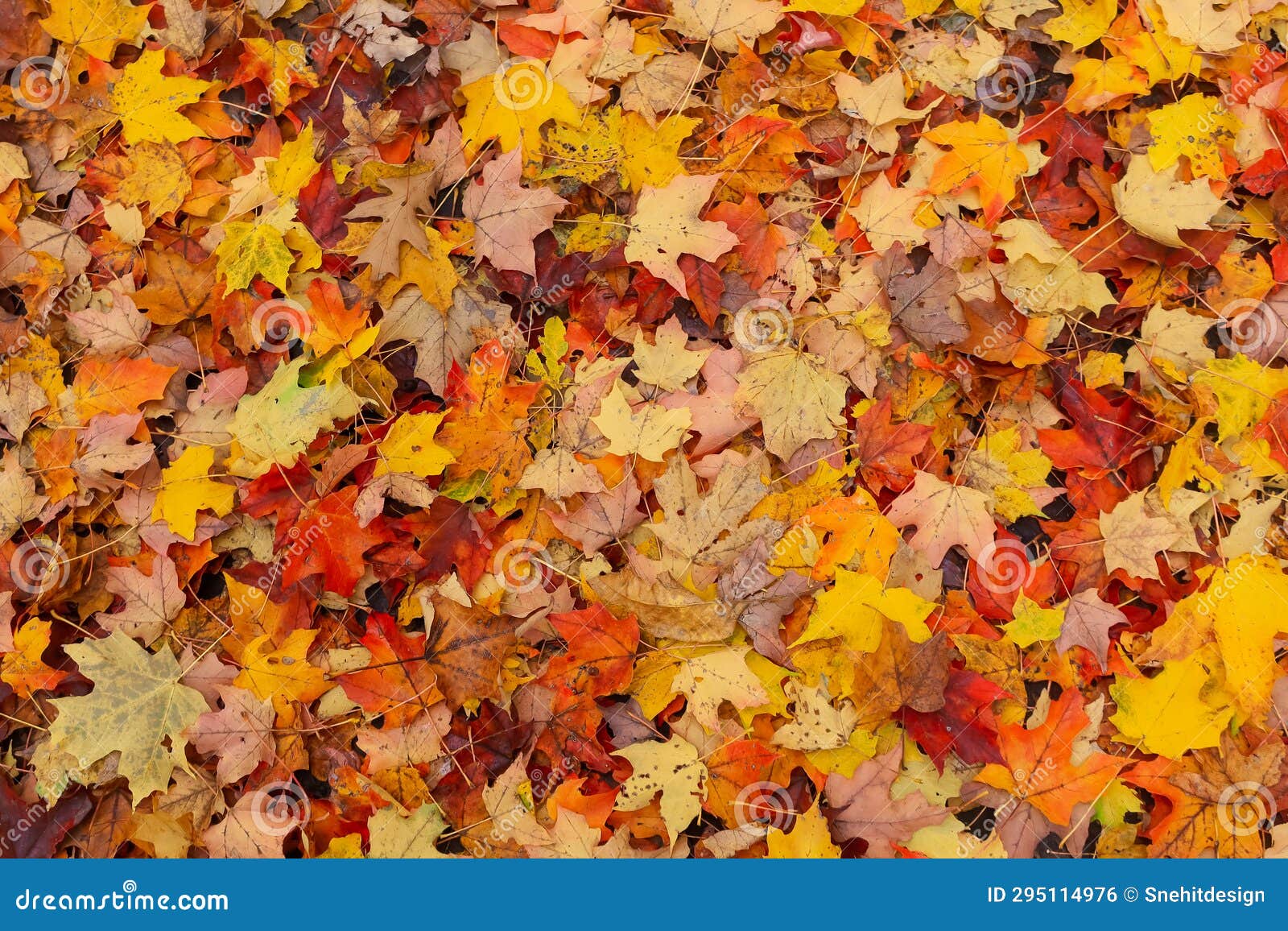 Colorful Fallen Maple Leaves during Autumn Time. Stock Photo - Image of ...