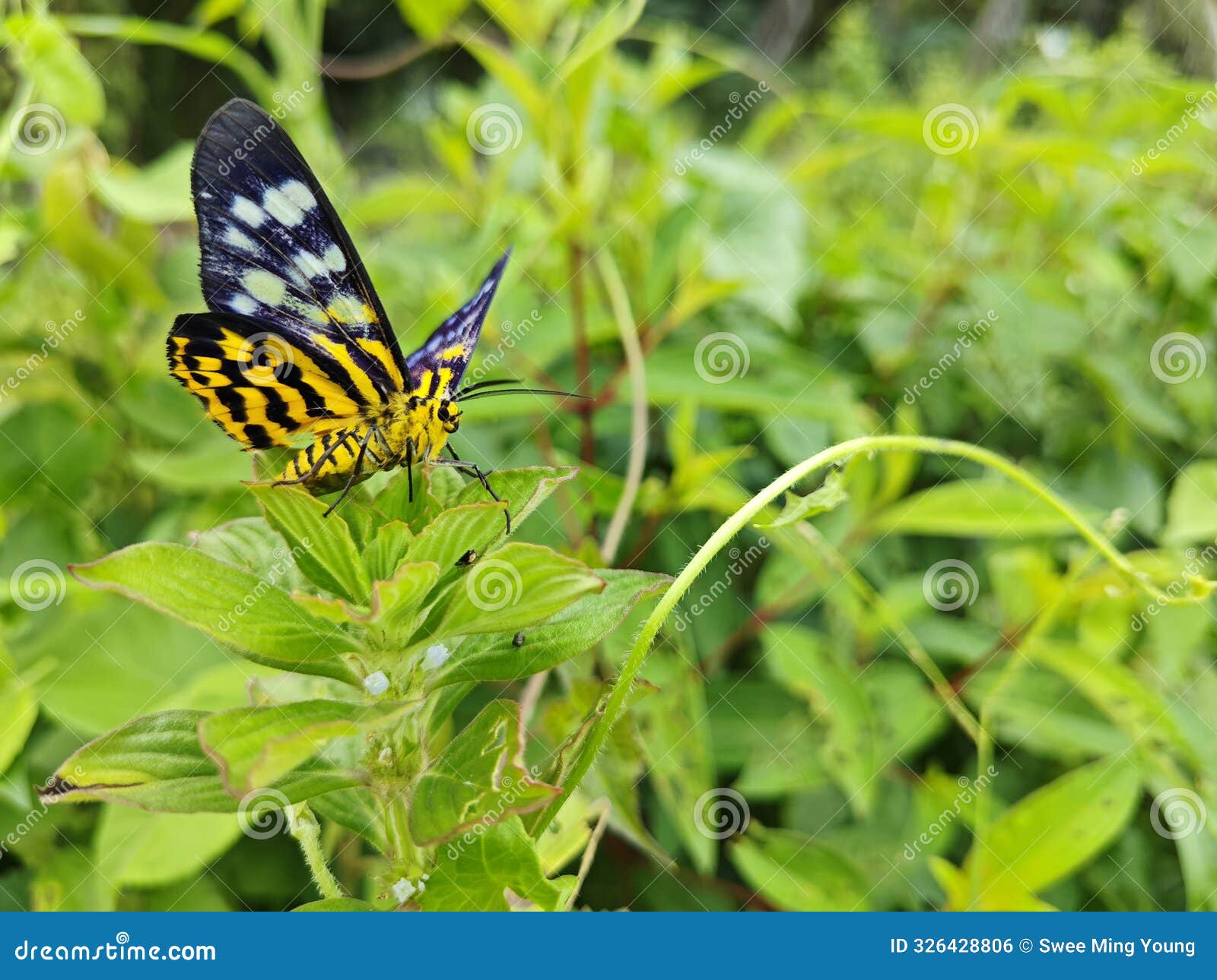 Colorful False Tiger Moth Perching on the Weed Plant. Stock Photo ...