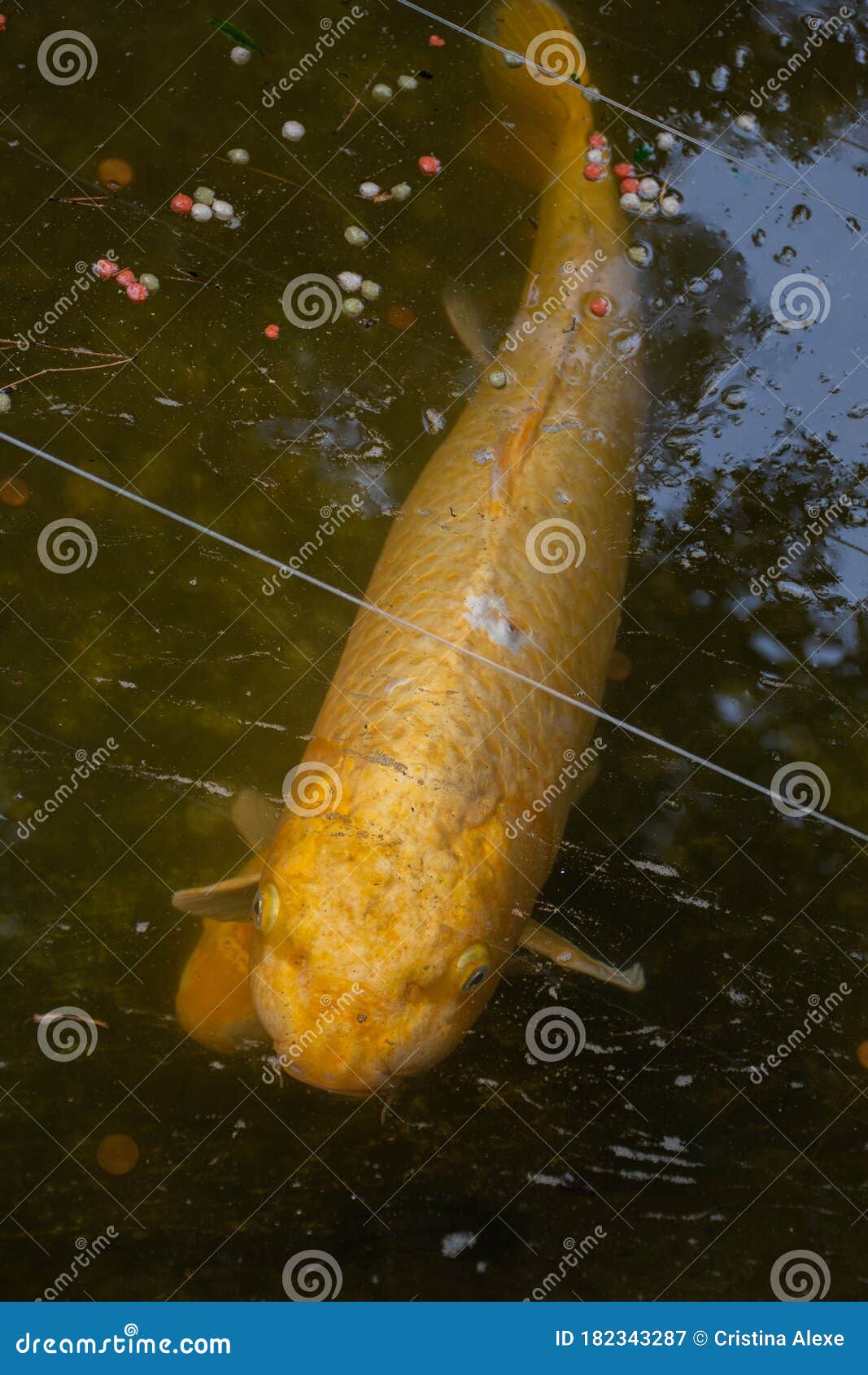 Colorful Fancy Carp Fish, Koi Fish Stock Image - Image of china ...