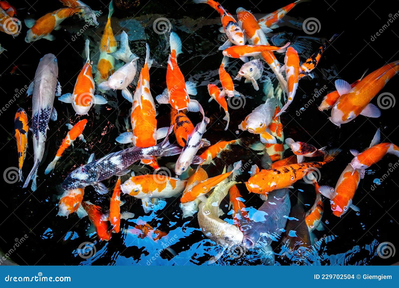 Colorful Fancy Carp Fish, Koi Fish in the Pond Stock Photo - Image of ...