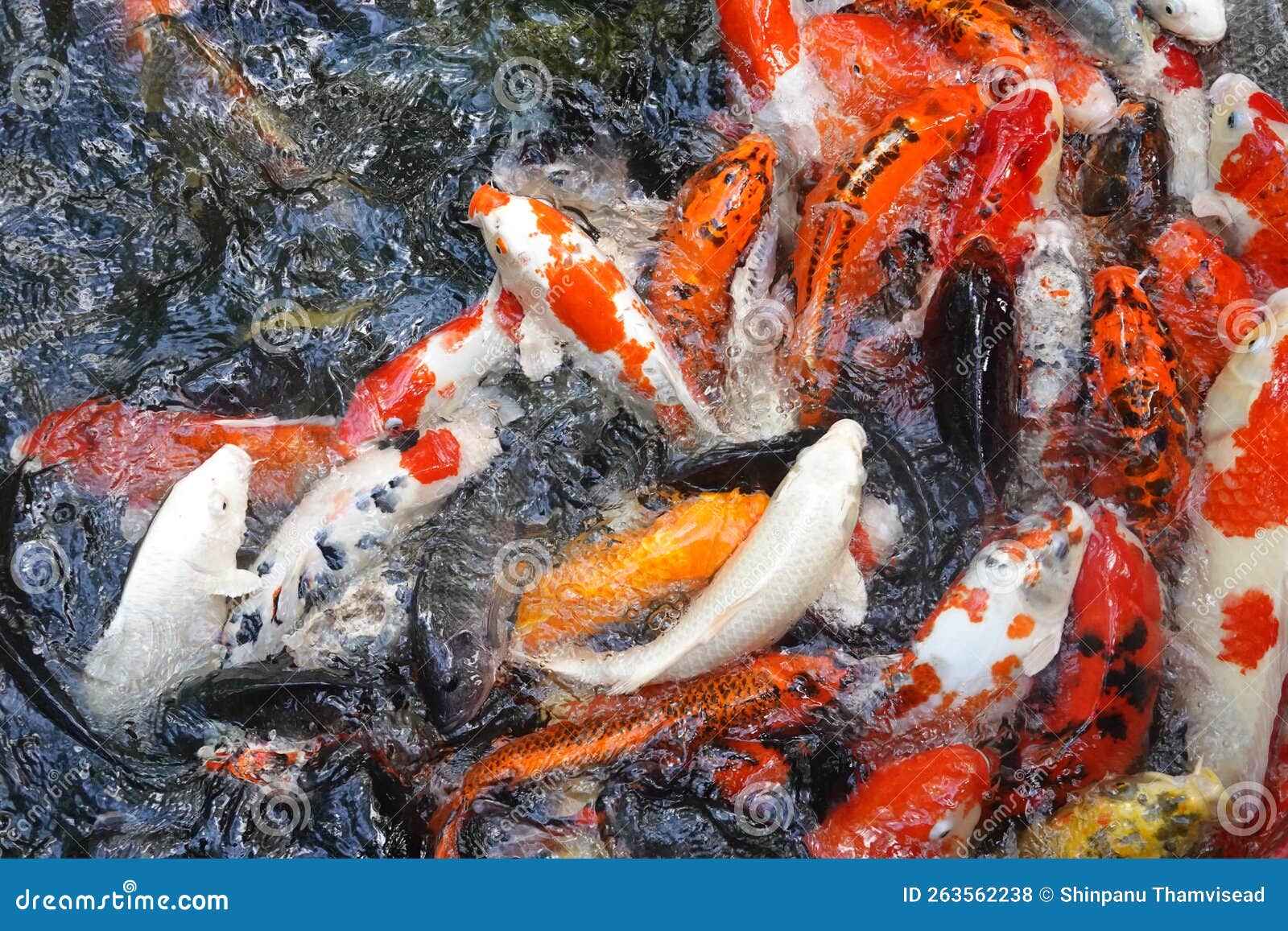 Colorful Fancy Koi Fish on the Surface Water Stock Photo - Image of ...