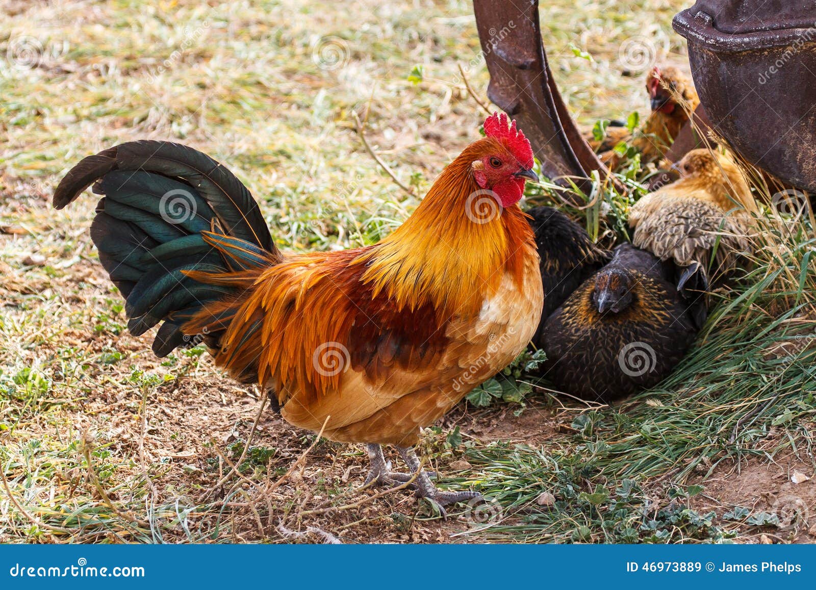 Colorful Farm Rooster stock image. Image of chicken, cockerel - 46973889