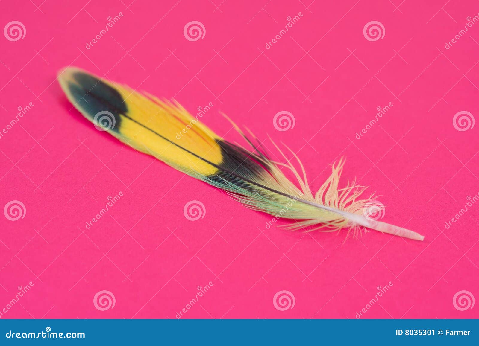 Colorful feather stock image. Image of detail, feather - 8035301