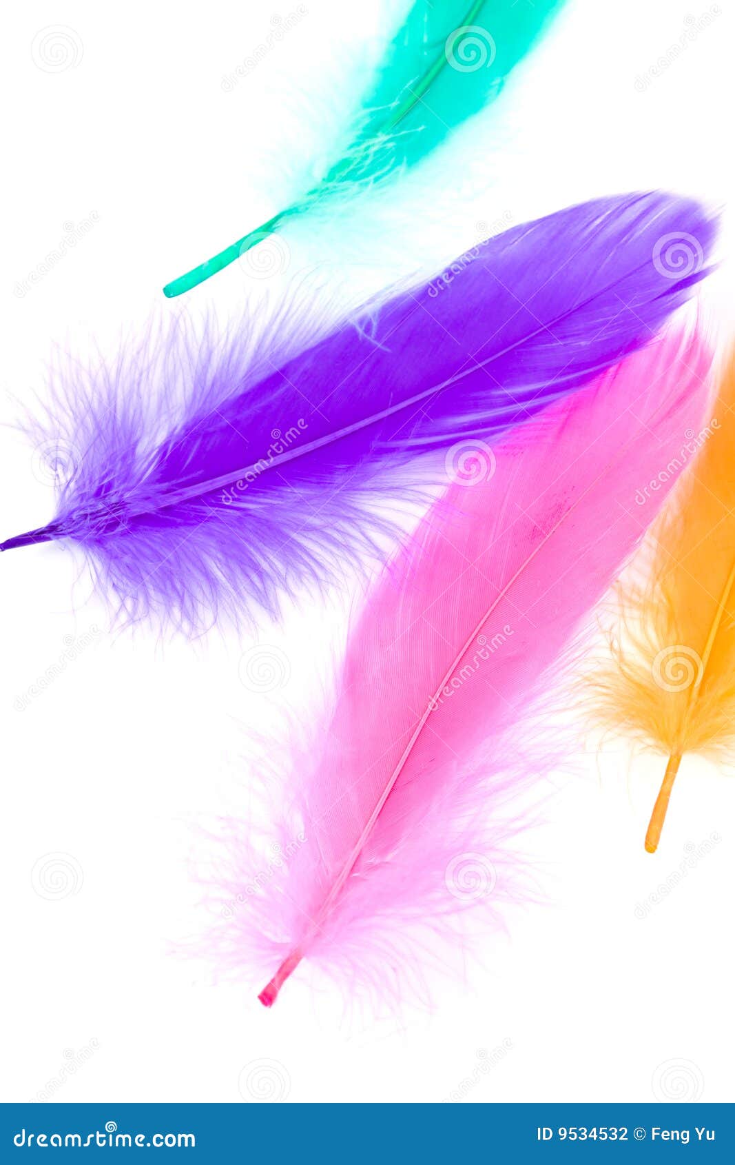Colorful Feather stock photo. Image of fluffy, wing, purple - 9534532