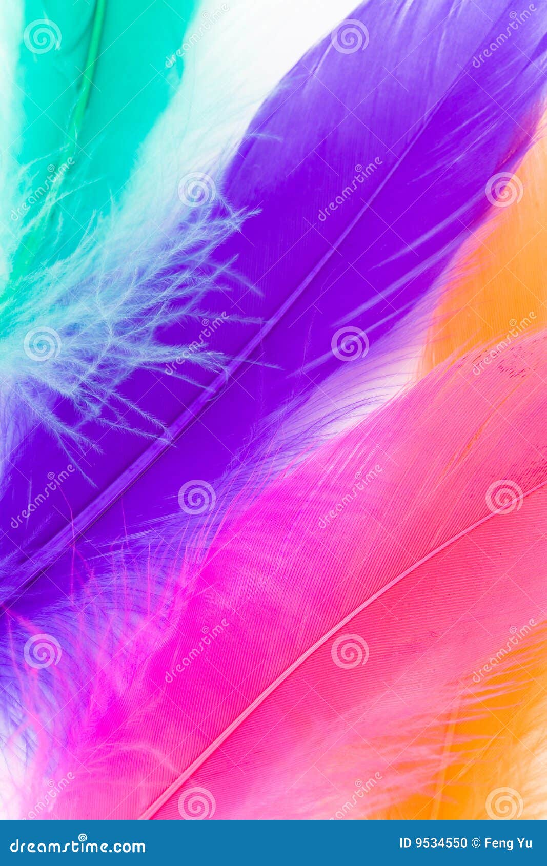 Colorful Feather stock photo. Image of wing, fluffy, yellow - 9534550