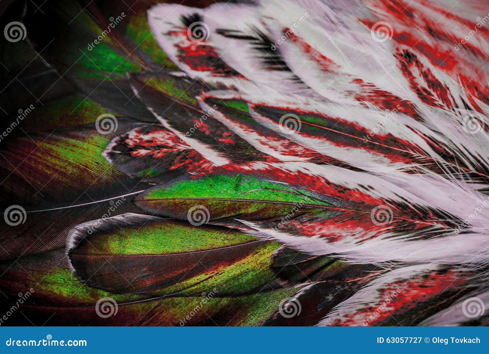 Colorful Feather Group of Some Bird Stock Image - Image of backdrop ...