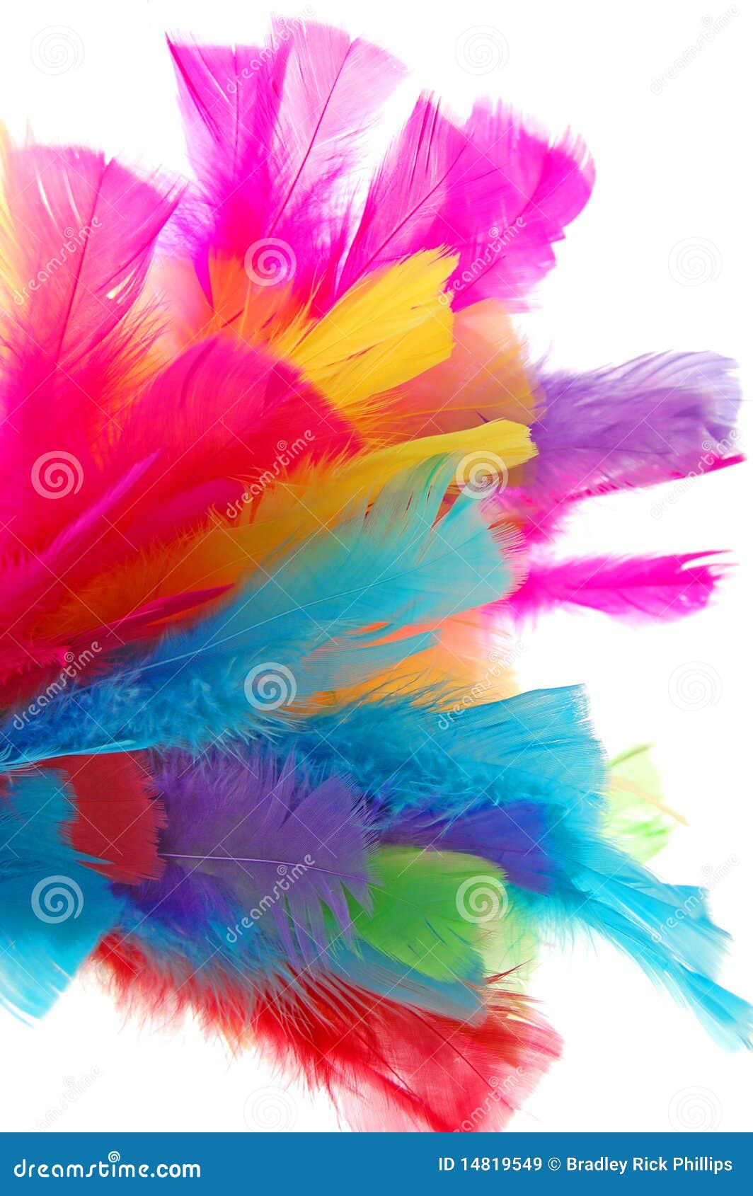 Colorful feathers stock image. Image of pink, green, cyan - 14819549