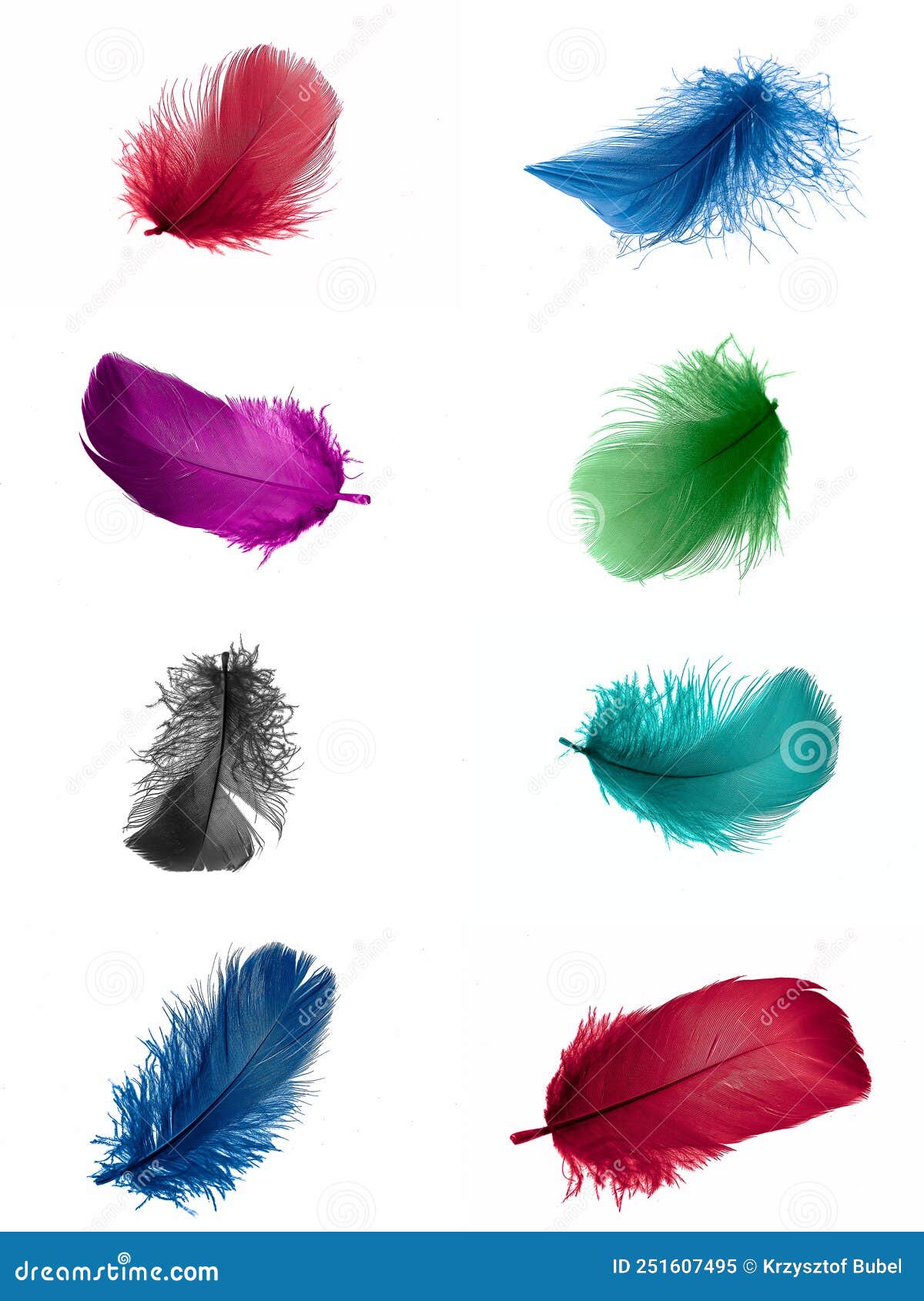 Colorful Feathers of a Goose on a White Isolated Background Stock Image ...