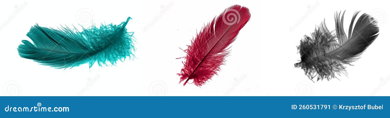Colorful Feathers of a Goose on a White Isolated Background Stock Image ...