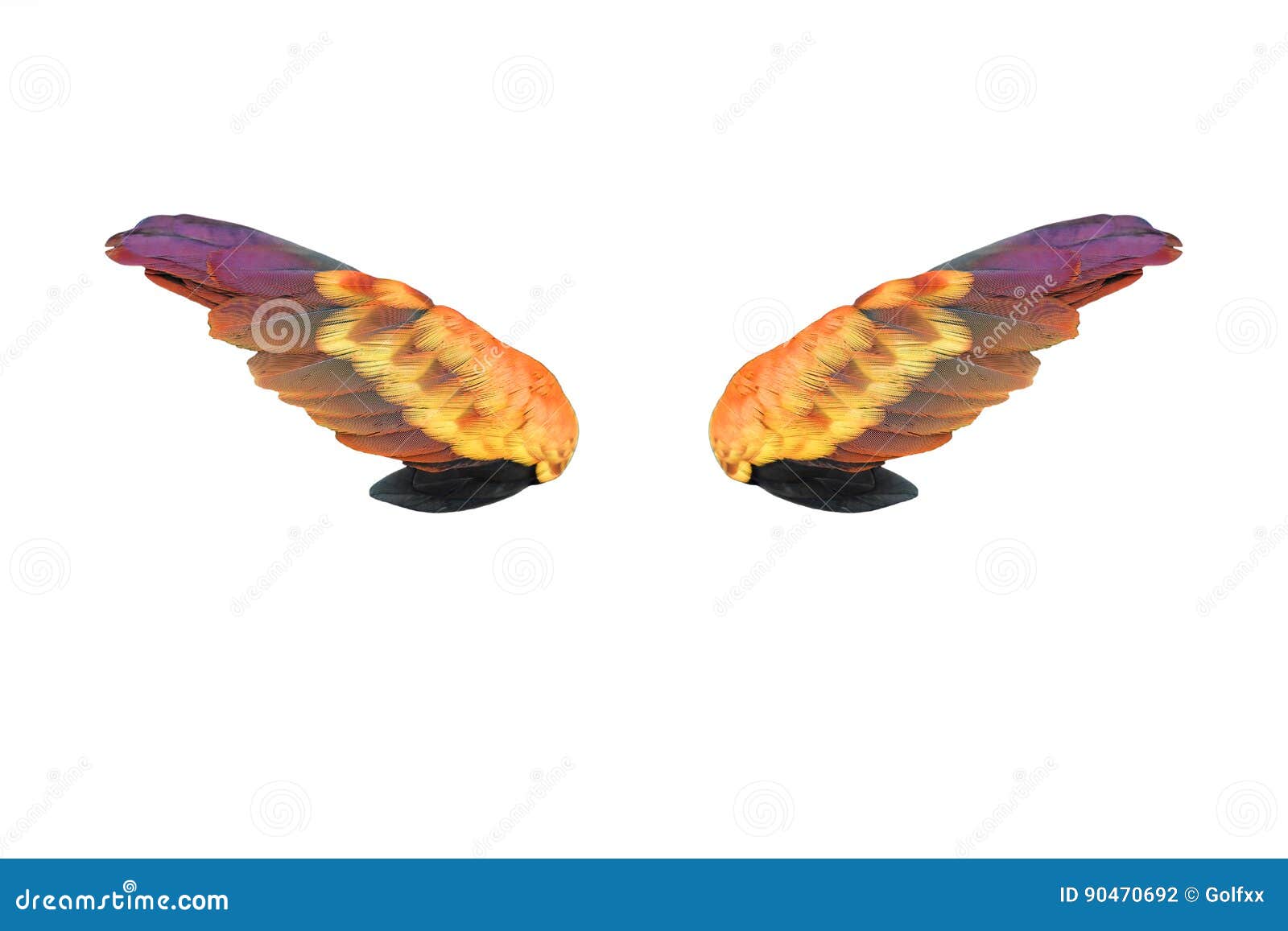 Colorful feathers wings stock photo. Image of green, cute - 90470692