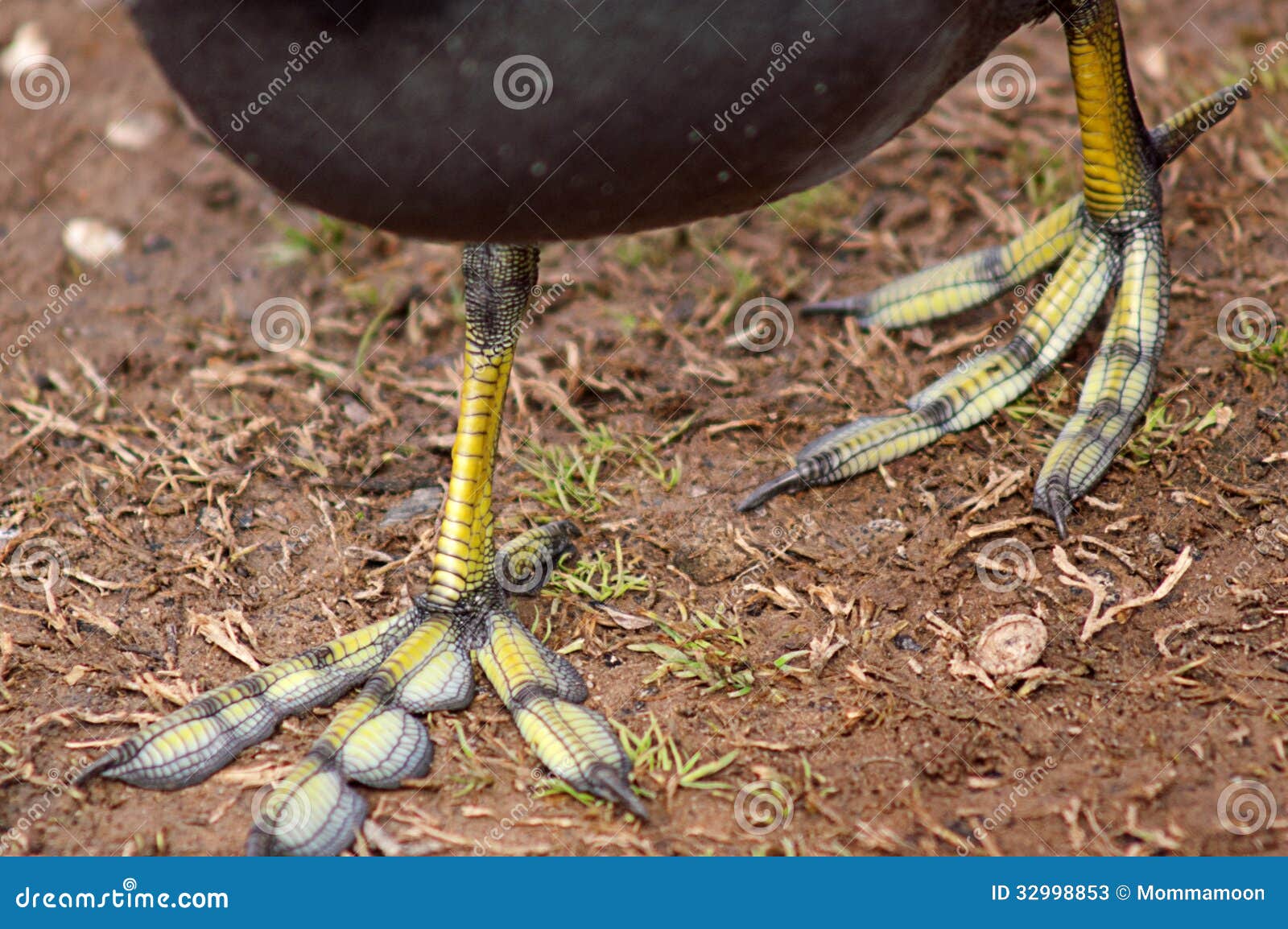 Colorful Feet of a Coot stock image. Image of coot, feathers - 32998853