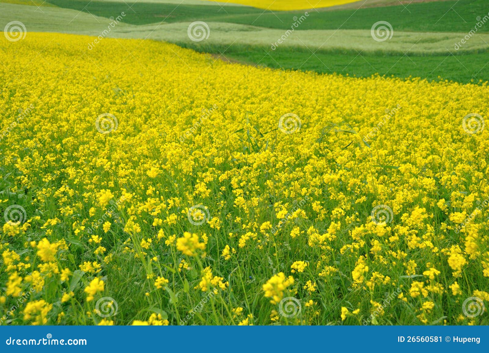 Colorful field background stock image. Image of farming - 26560581