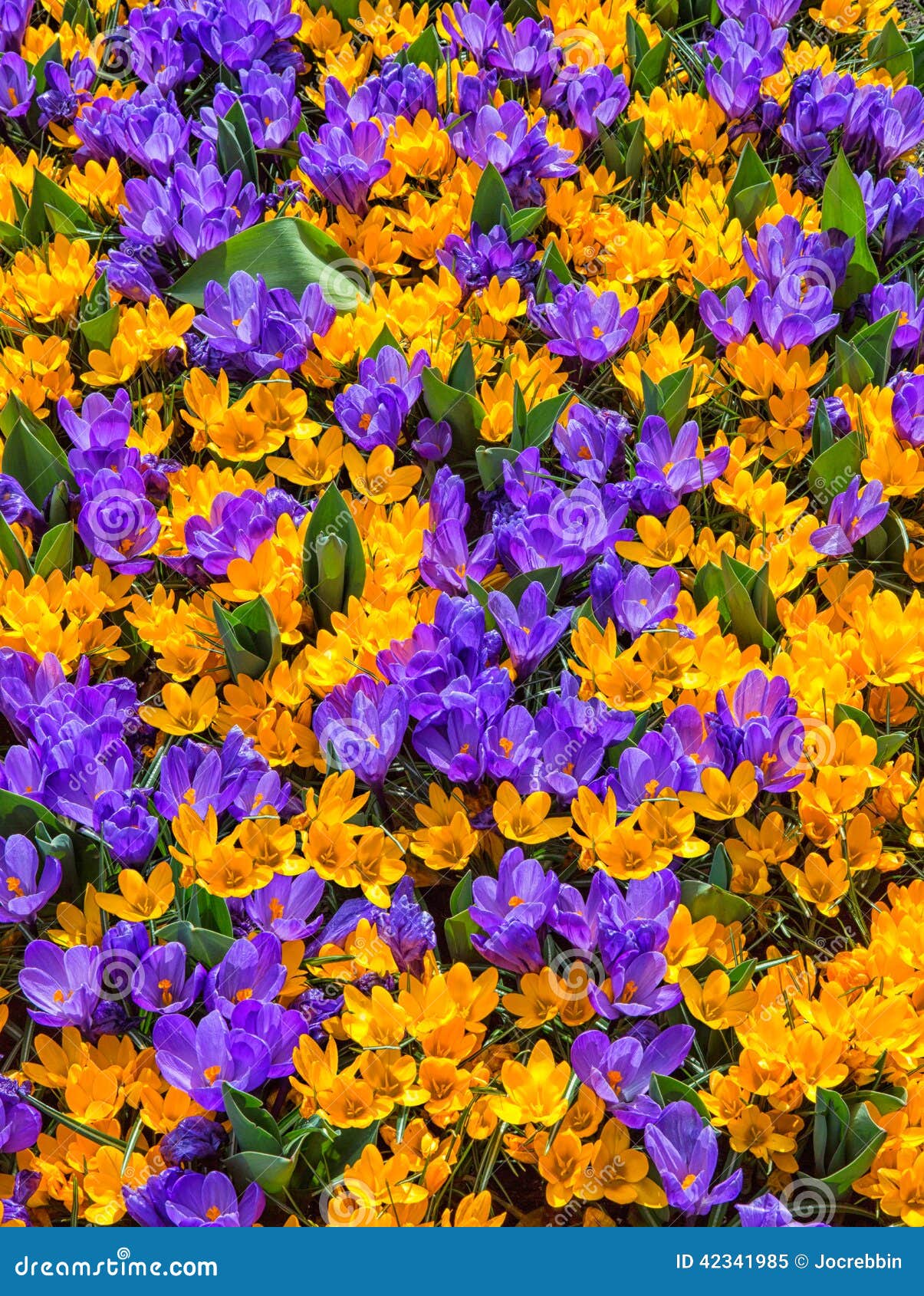 Colorful field of Crocuses stock image. Image of purple - 42341985