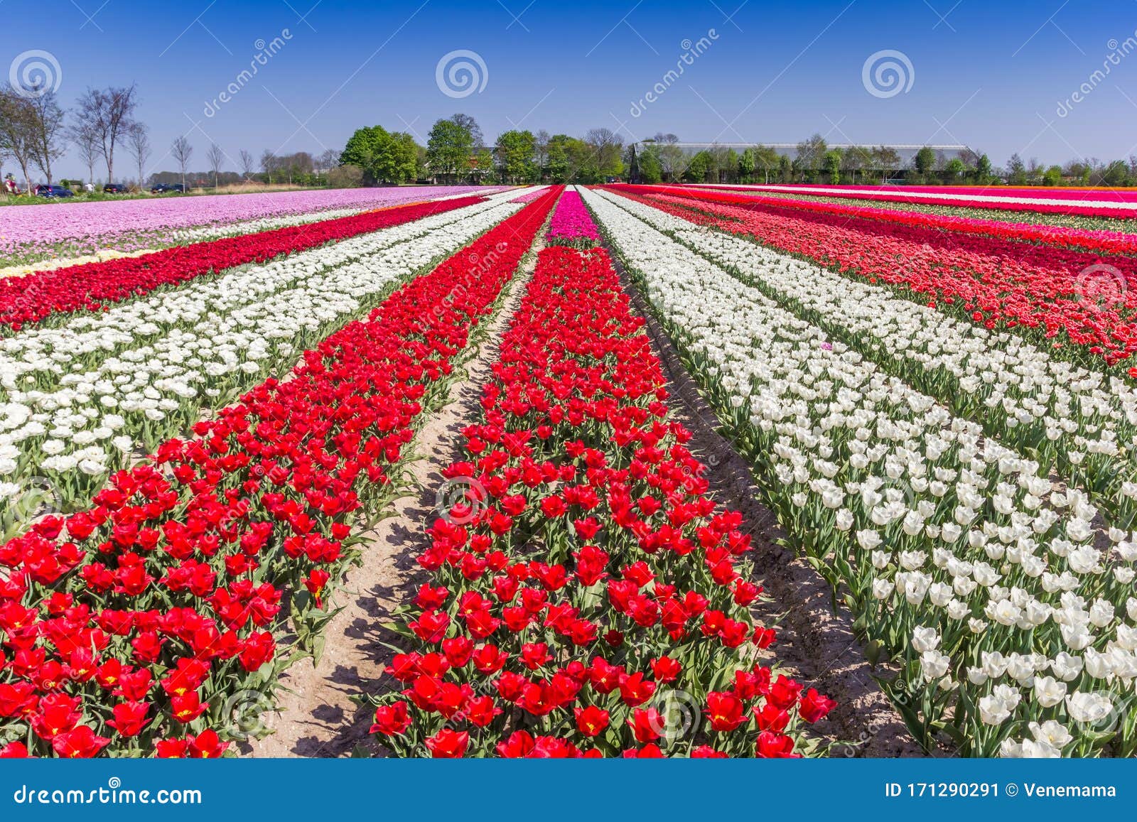 Colorful Field of Dutch Tulips in the Springtime Stock Image - Image of ...