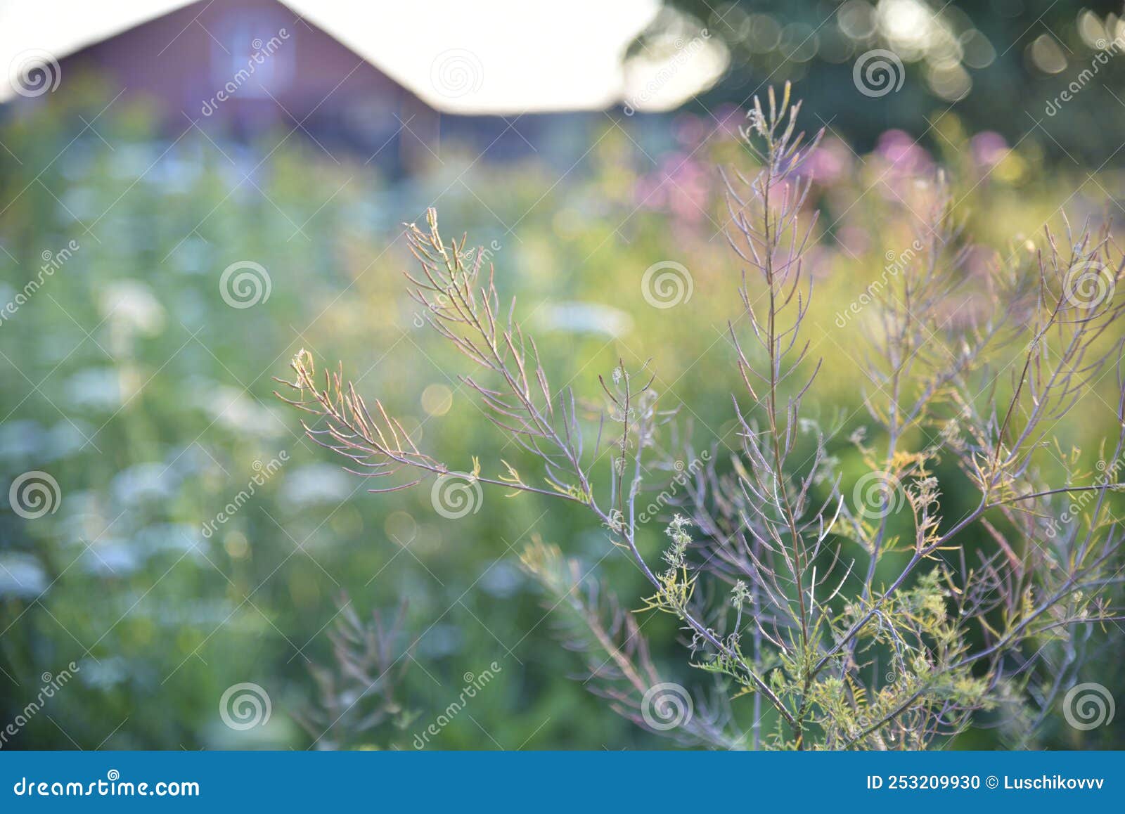 Colorful Field Grass in the Light of the Setting Sun. Medicinal Herbs ...