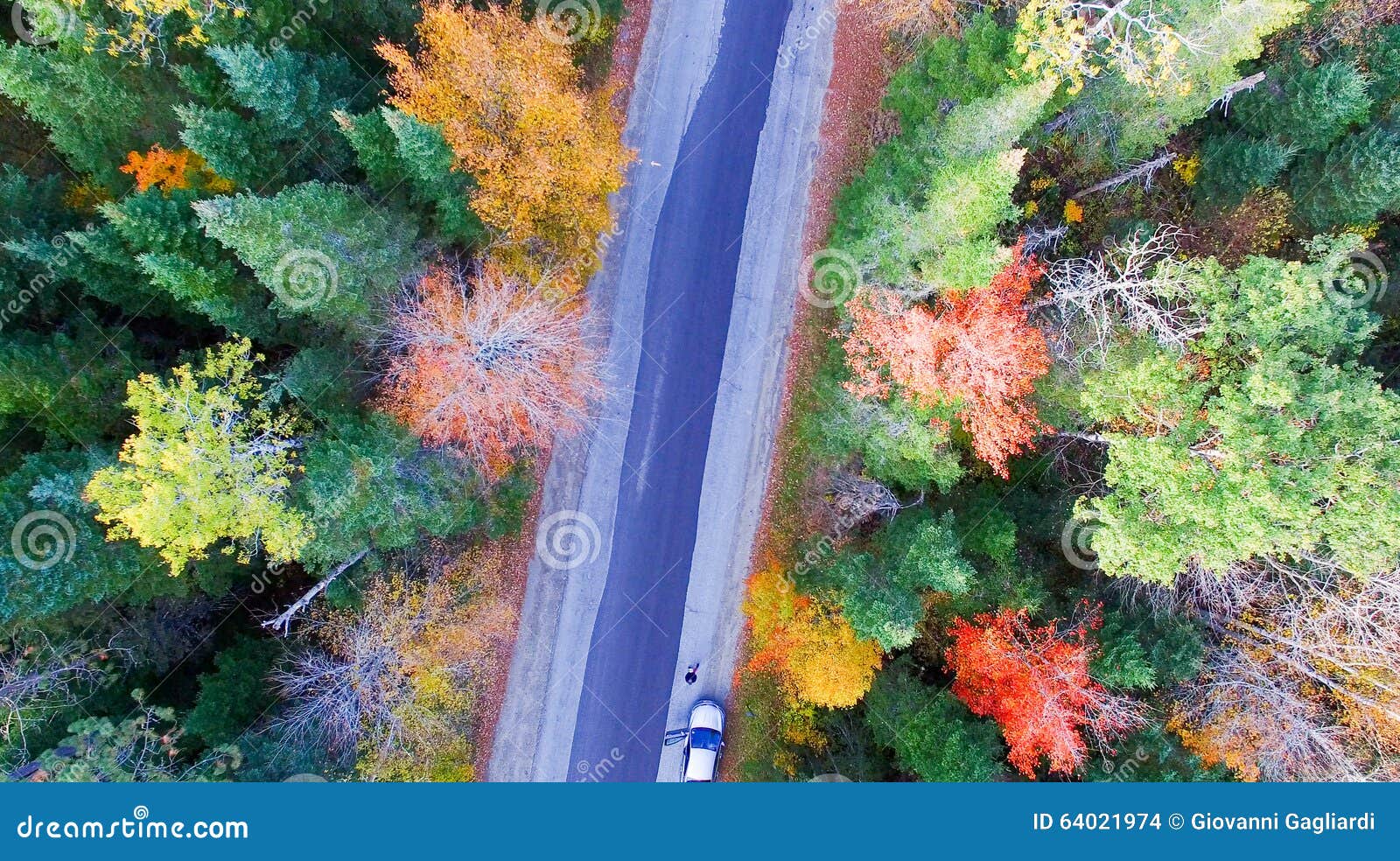 Colorful Field of Trees on the Side of a Mountain during Fall Foliage ...