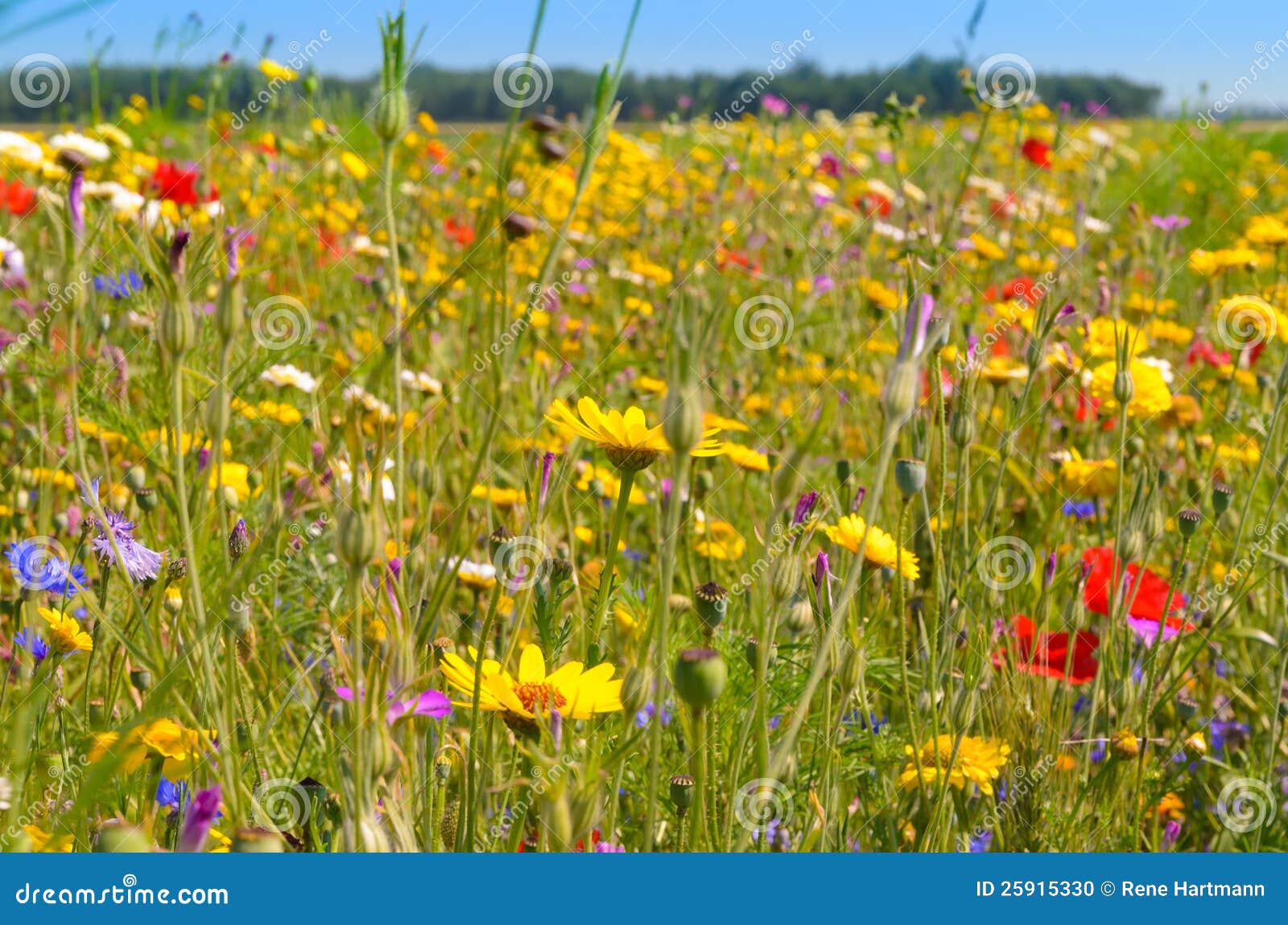 Colorful Field of Wild Flowers Stock Photo - Image of daylight, grass ...
