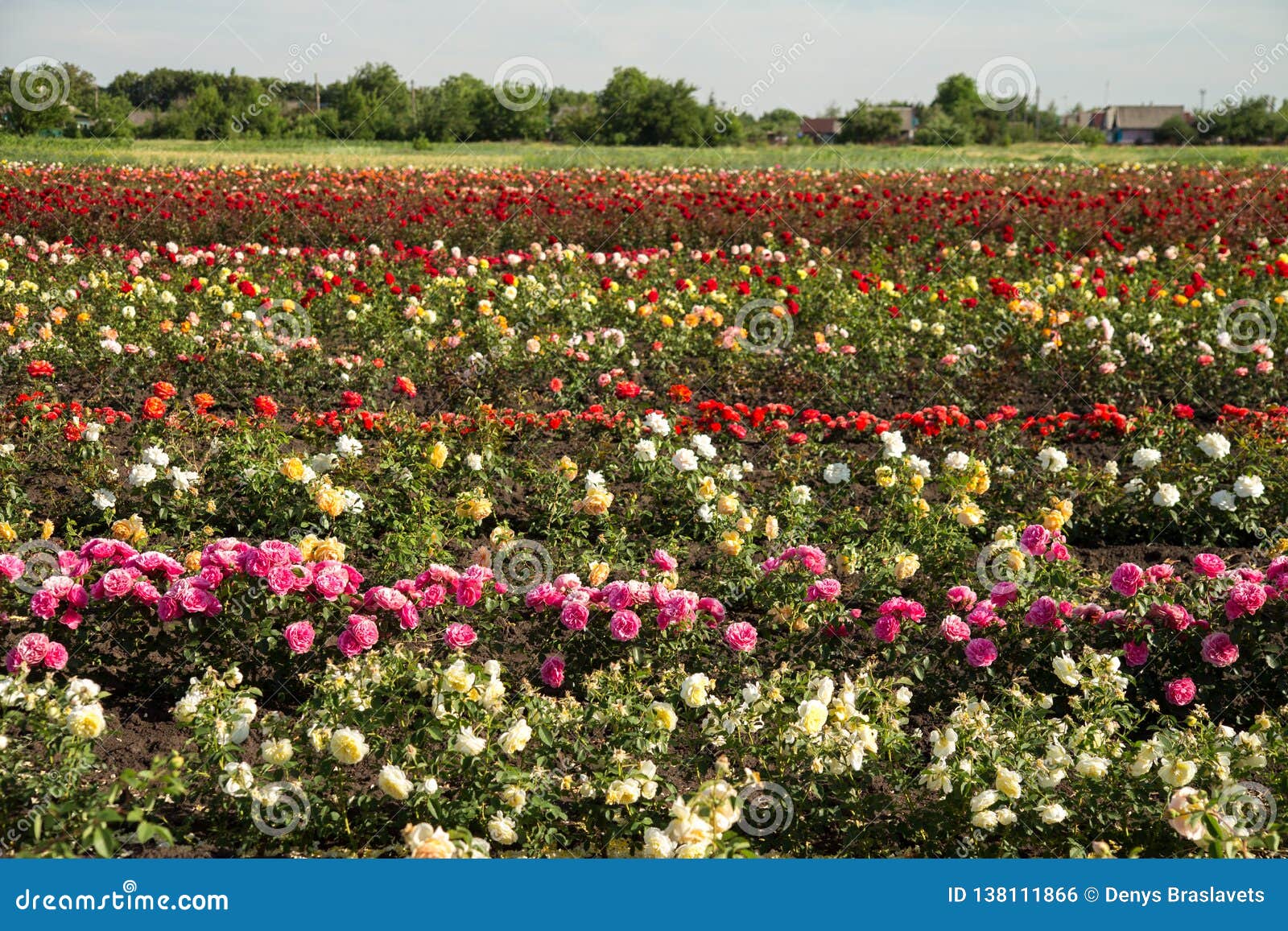 Colorful Fields with Blooming Roses, Summer Outdoors Stock Photo ...