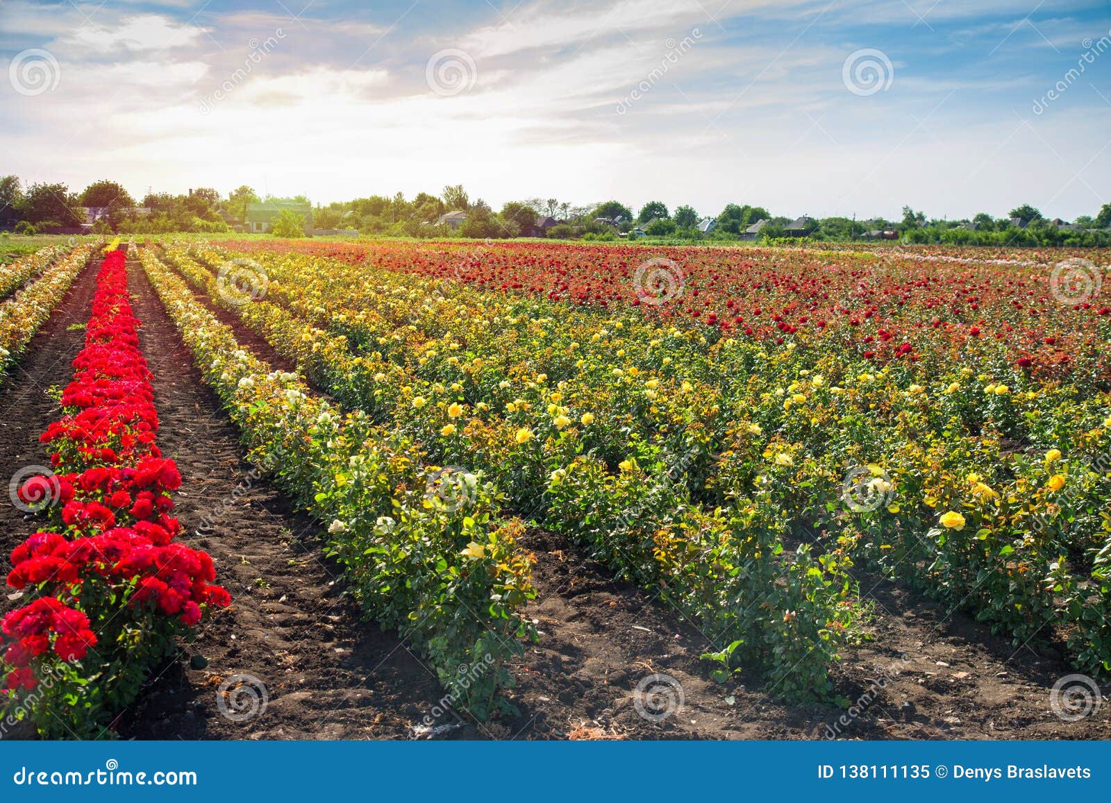 Colorful Fields with Blooming Roses in the Sunset Sun Light in the ...