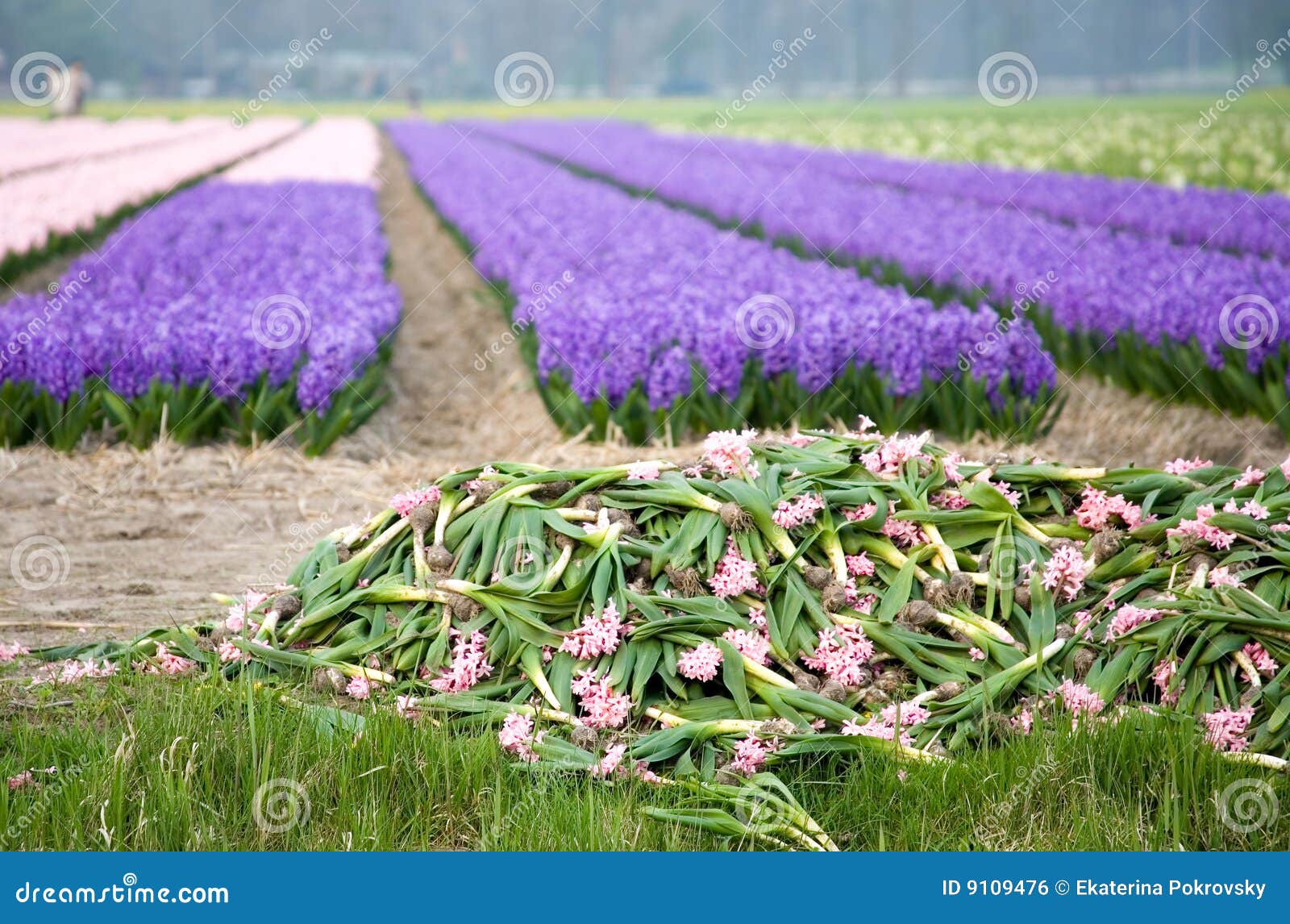 Colorful Fields of Hyacinths Stock Photo - Image of pile, magenta: 9109476