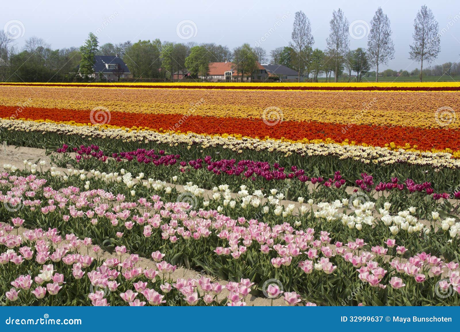Colorful Fields with Tulips Stock Image - Image of field, bulb: 32999637
