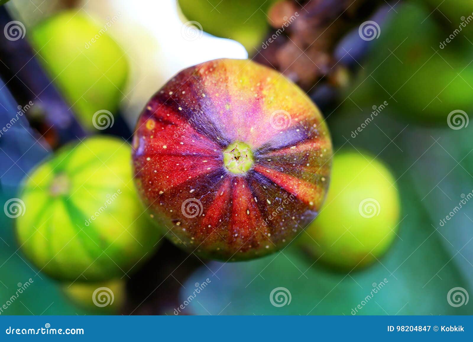 Colorful figs fruit. stock image. Image of healthy, focus - 98204847