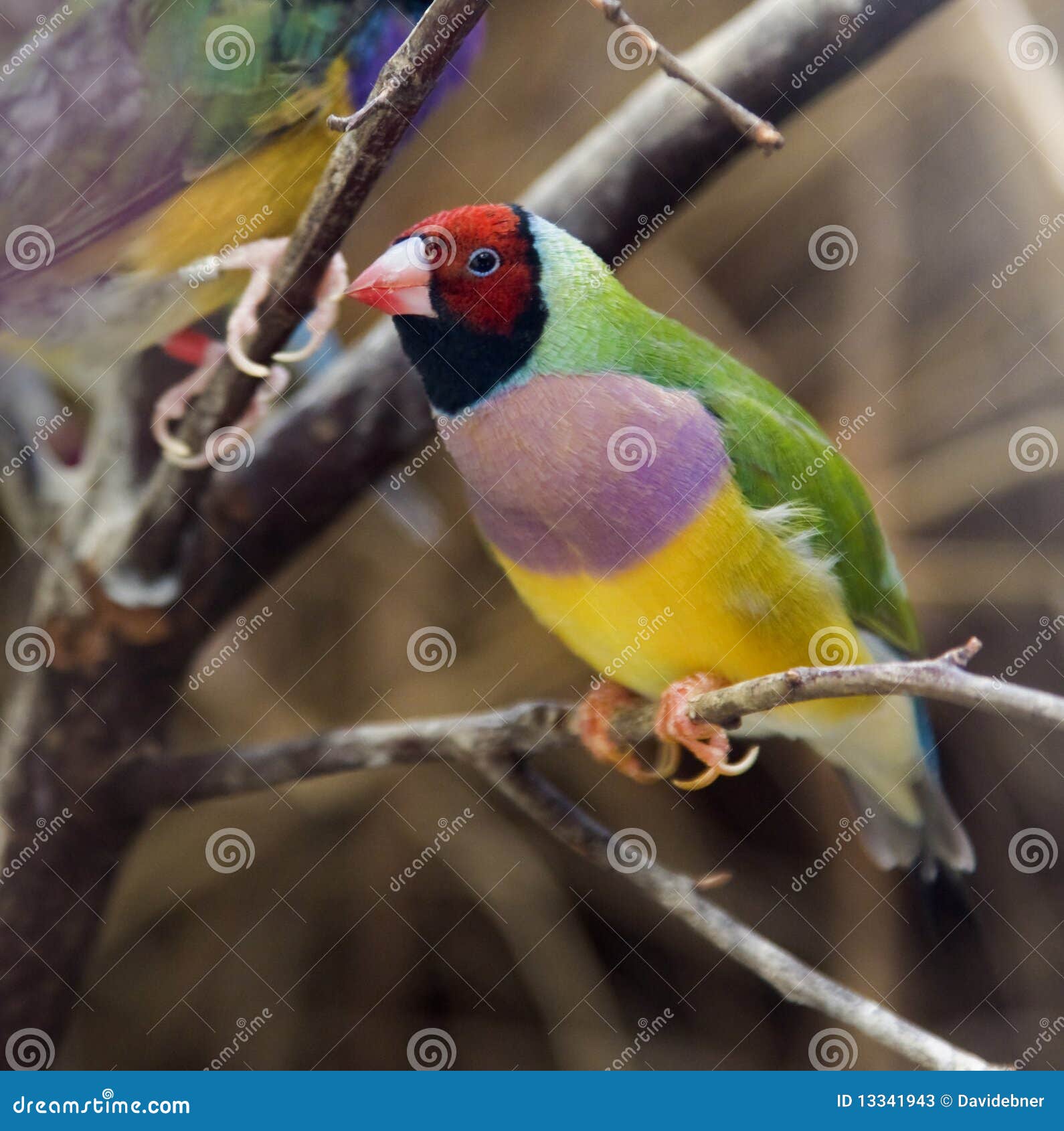 Colorful Finch stock image. Image of finch, black, perched - 13341943