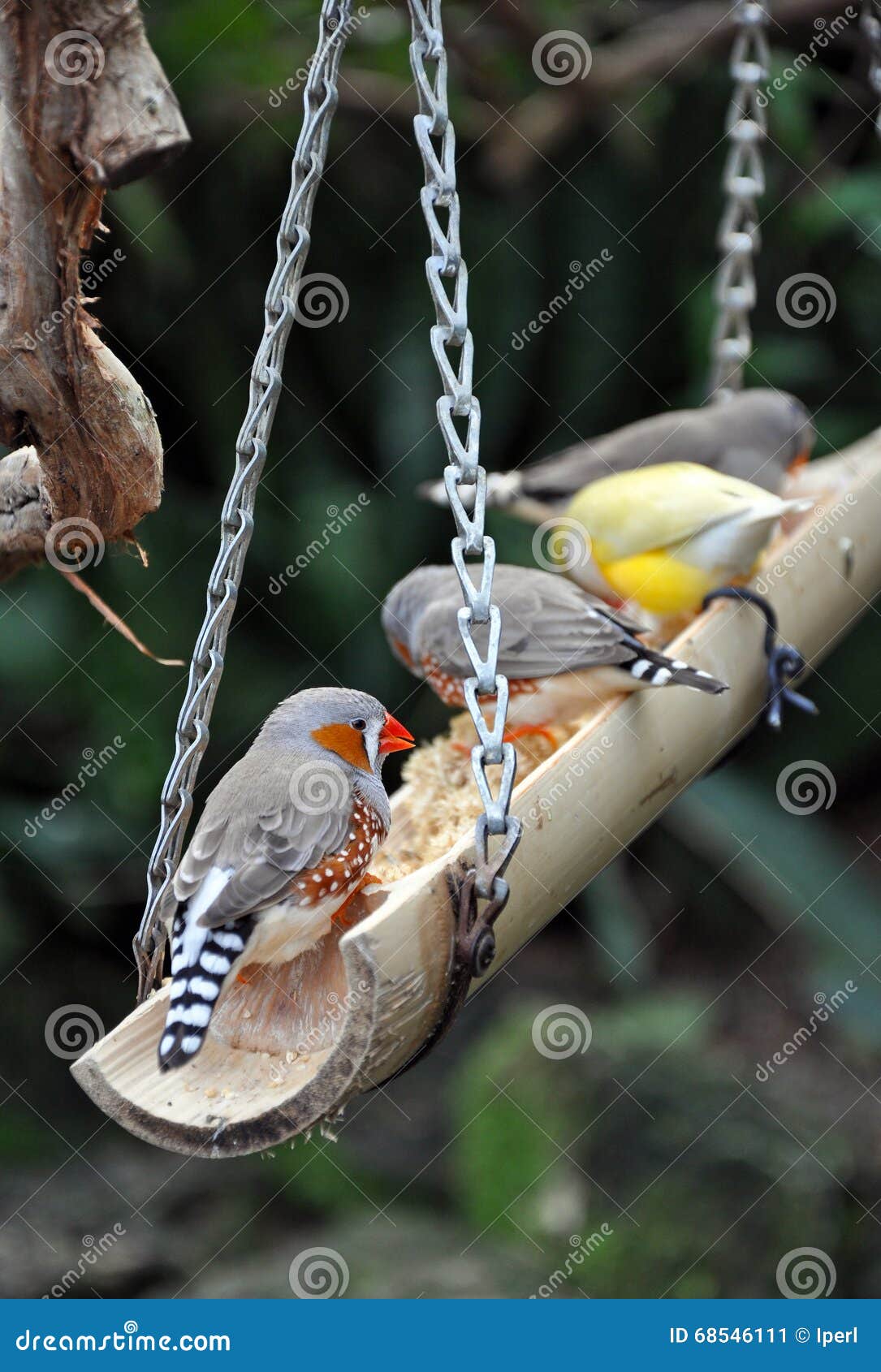 Colorful Finches on Bird Feeder Stock Image - Image of bird, wildlife ...