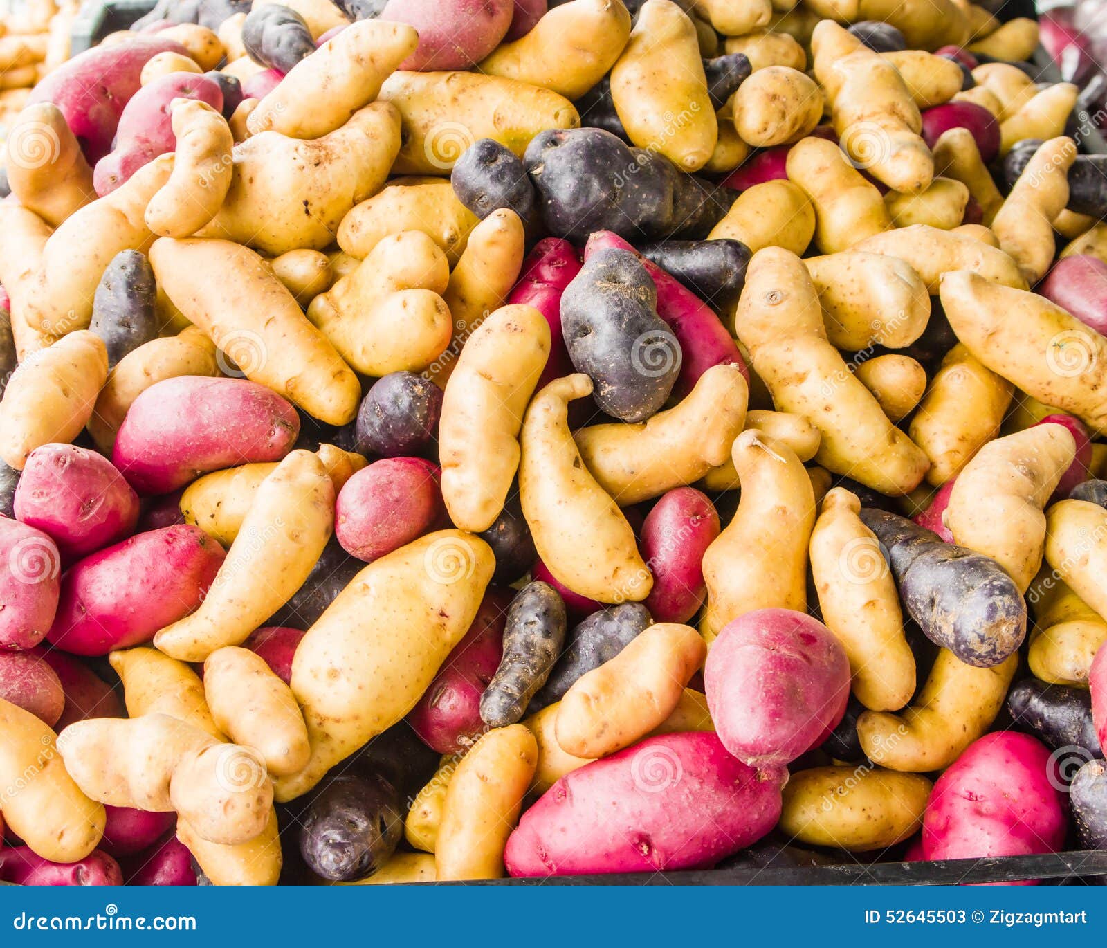 Colorful Fingerling Potatoes at the Market Stock Image - Image of tuber ...