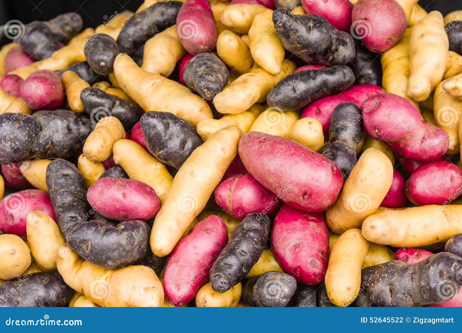 Colorful Fingerling Potatoes at the Market Stock Photo - Image of ...