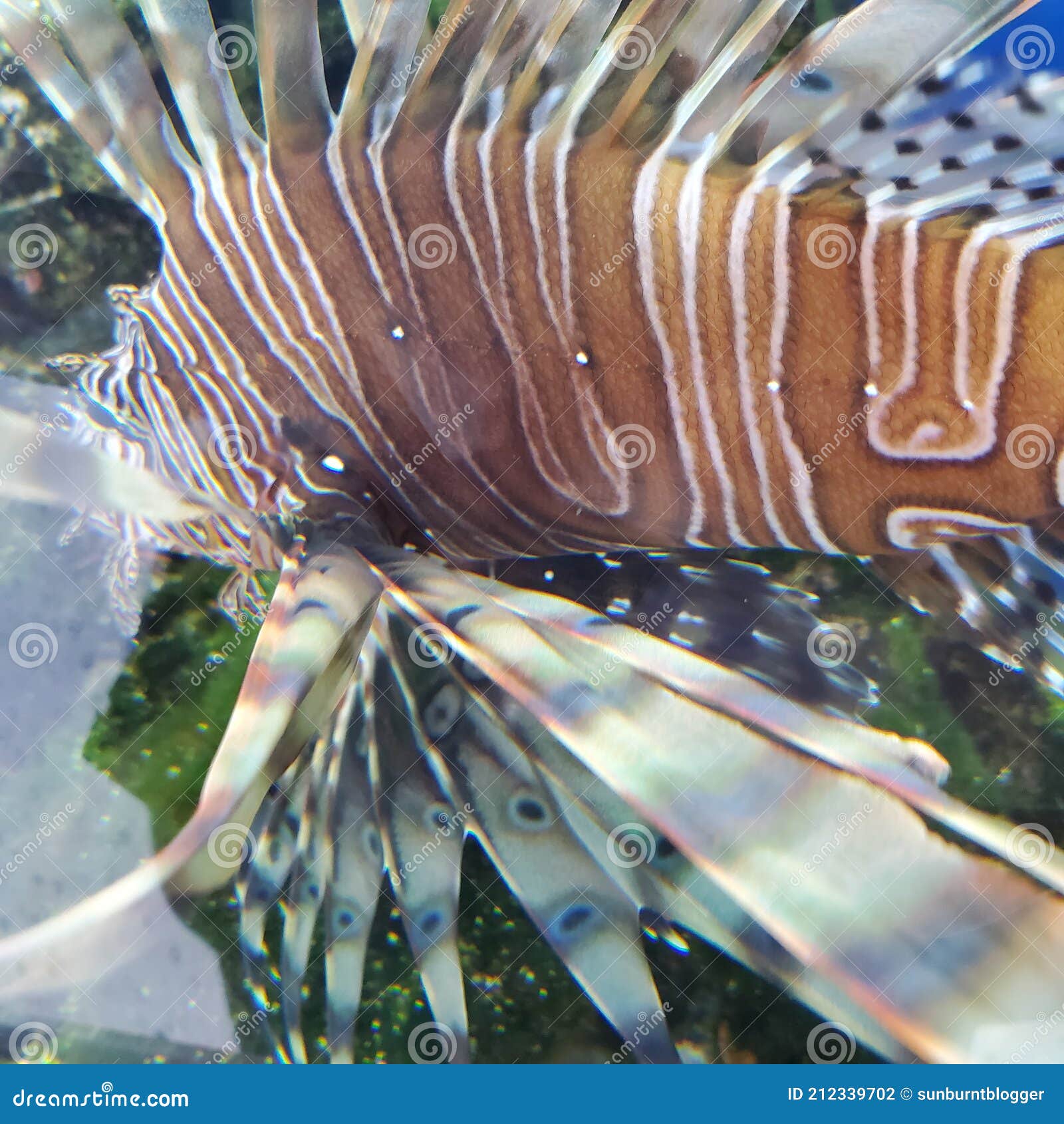 The Colorful Fins of a Lion Fish Stock Photo - Image of green, organism ...
