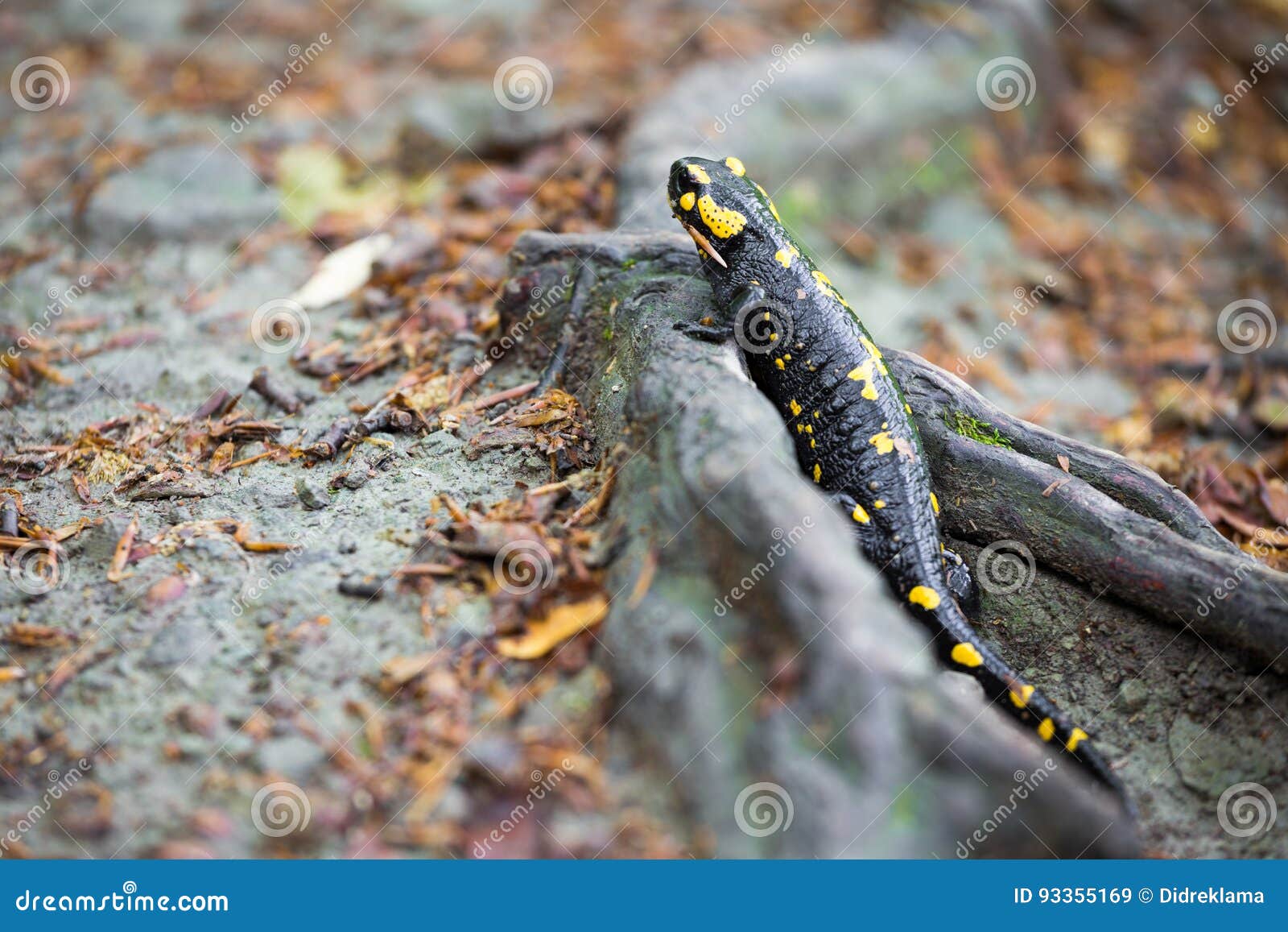 Colorful Fire Salamander on a Tree Root Stock Image - Image of newt ...