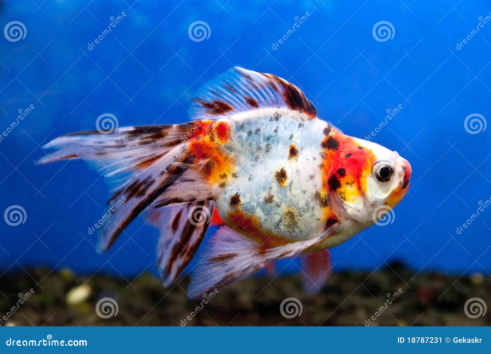 Colorful fish stock image. Image of wildlife, life, beautiful - 18787231