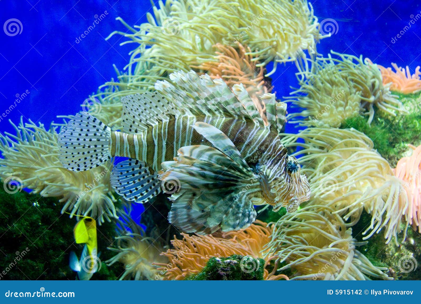 Colorful Fish Stock Photo | CartoonDealer.com #34909350