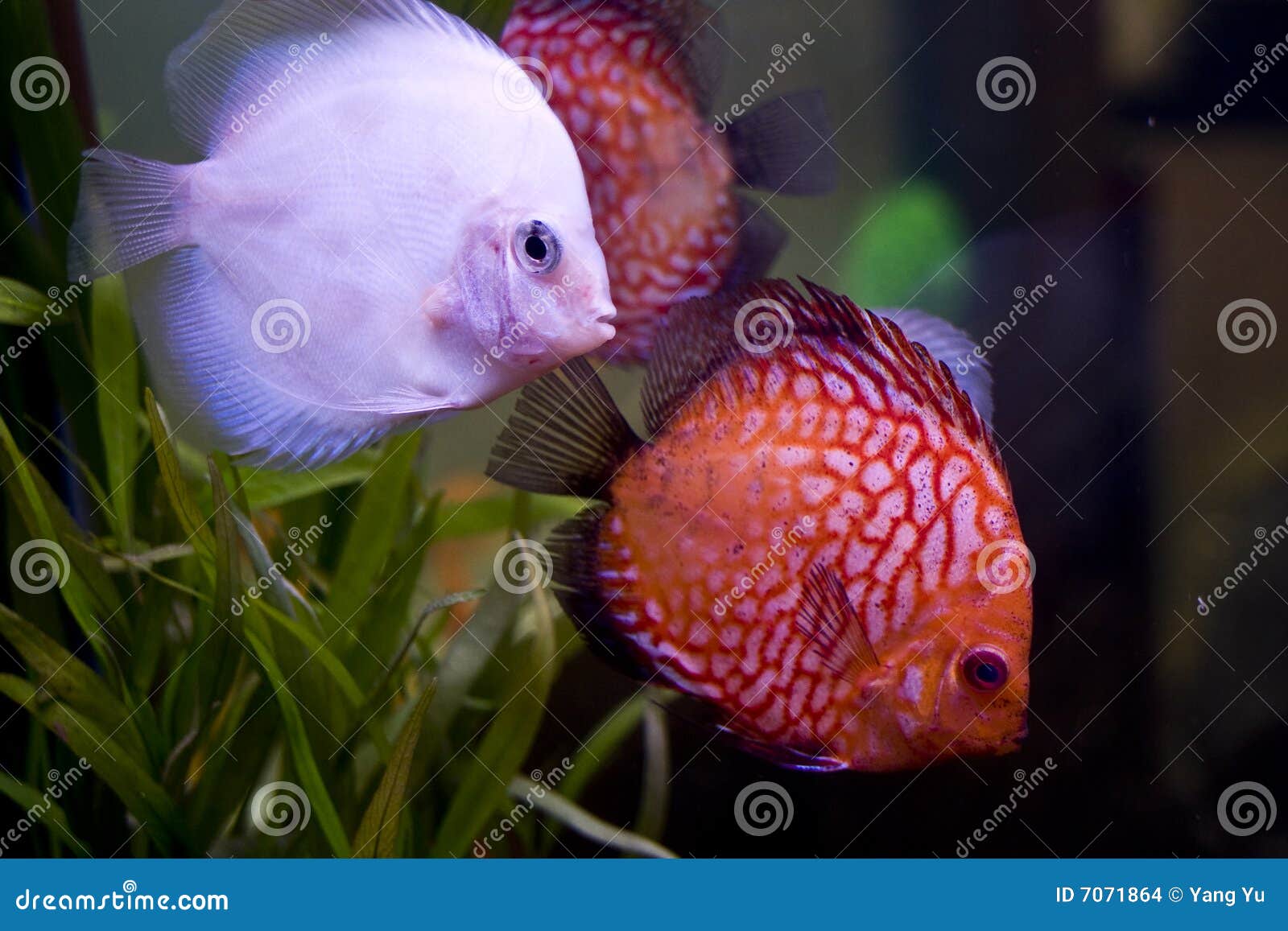 Colorful fish stock photo. Image of wildlife, aquarium - 7071864