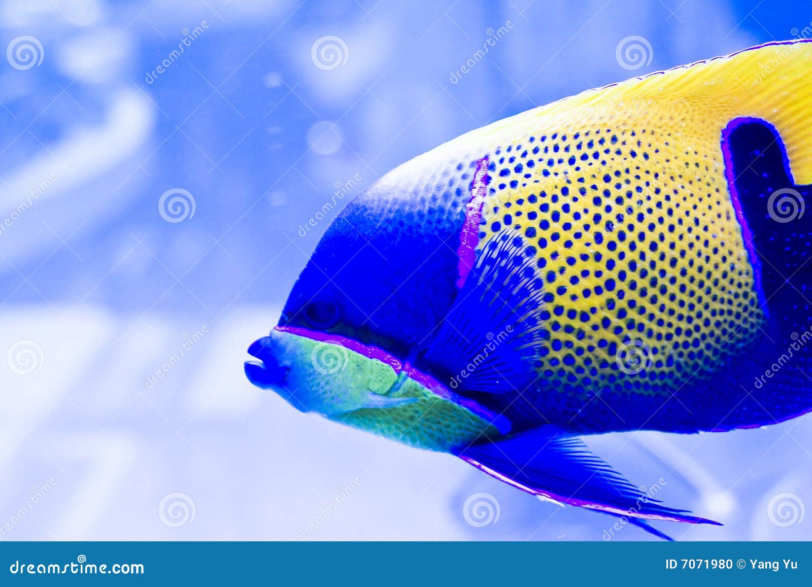Colorful fish stock photo. Image of reef, ocean, colorful - 7071980