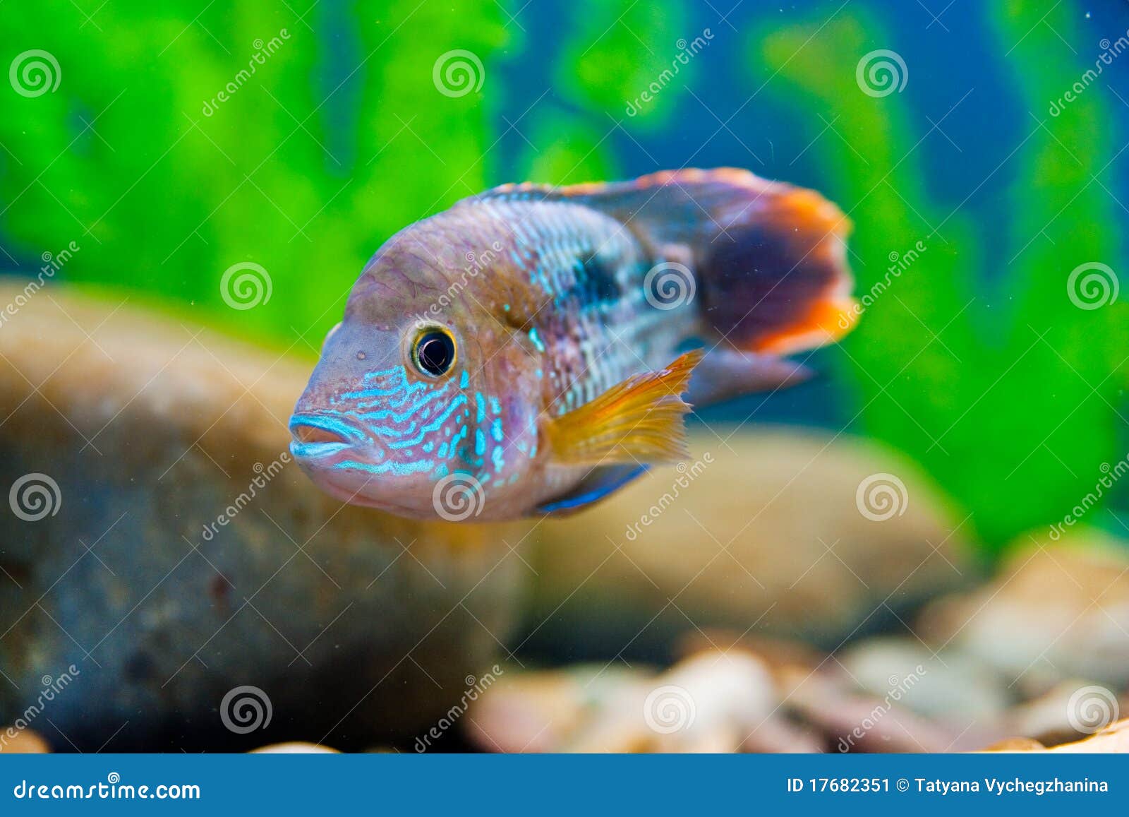 Colorful fish aquarium stock image. Image of blue, life - 17682351