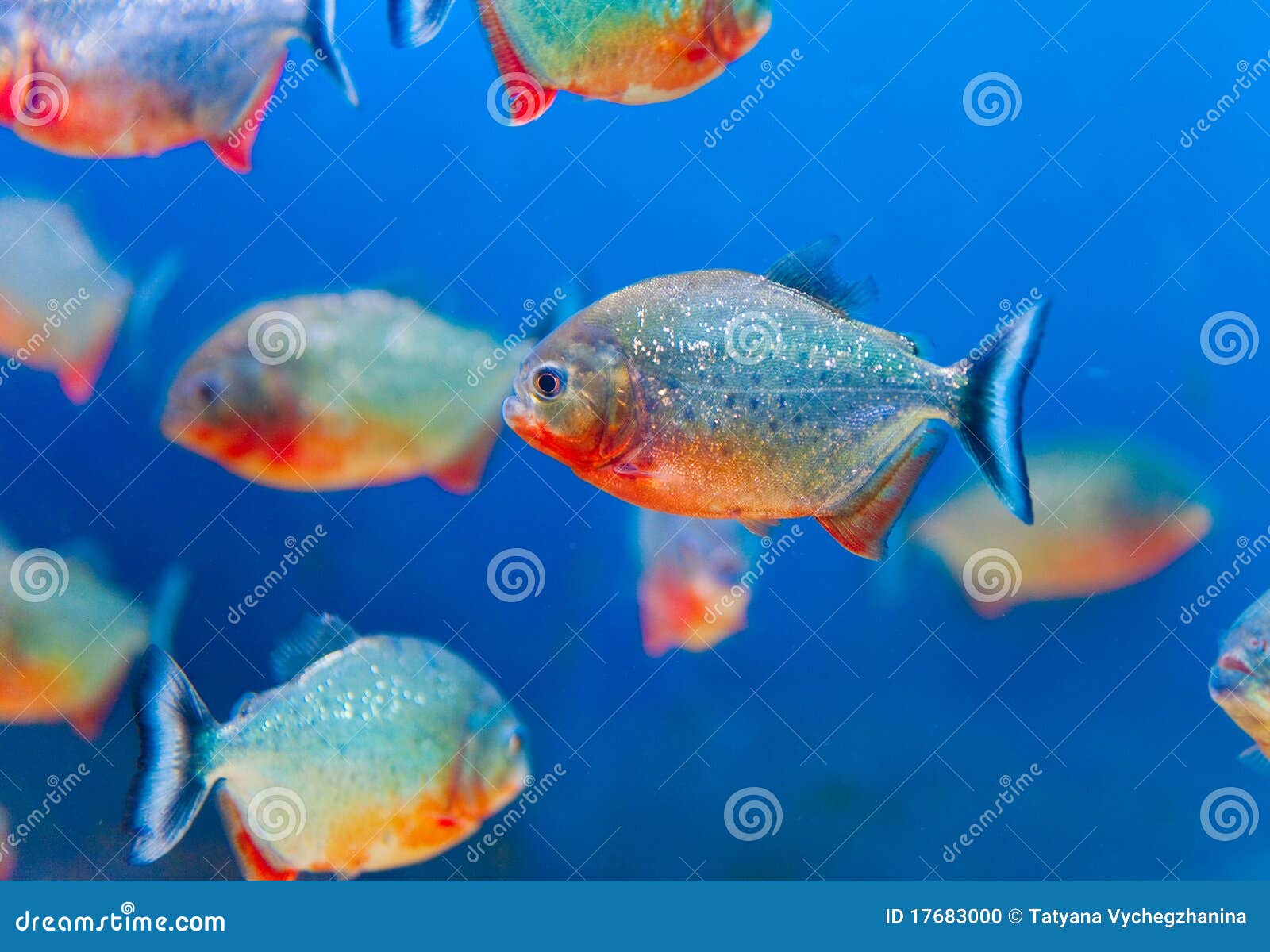 Colorful fish aquarium stock photo. Image of ocean, horizontal - 17683000