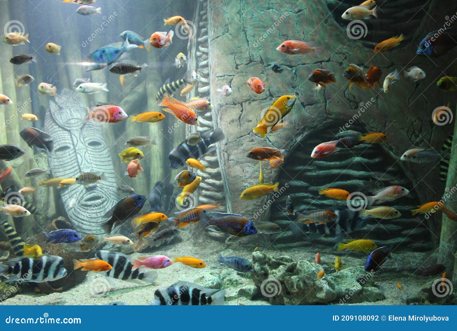 Colorful Fish in Aquarium Oceanarium Stock Photo - Image of snorkeling ...