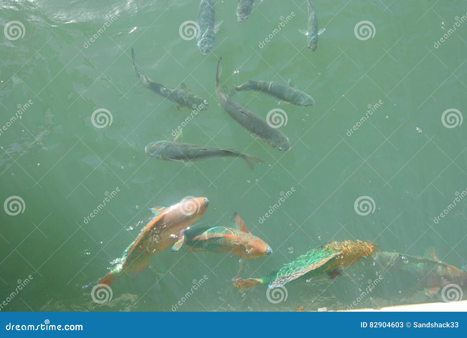 Colorful Fish Blue Lips Stock Photos - Download 89 Royalty Free Photos