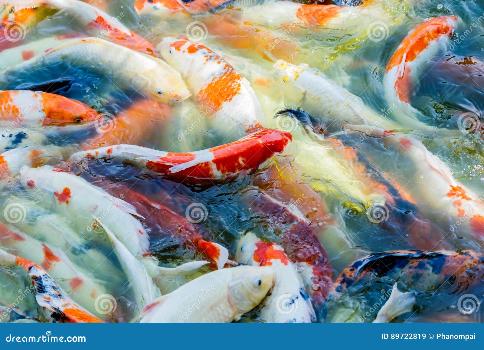 Colorful Fish or CARP or Fancy Carp. Stock Image - Image of carp ...
