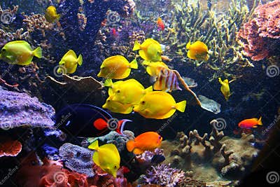 Colorful fish and coral stock photo. Image of tank, learn - 9586900