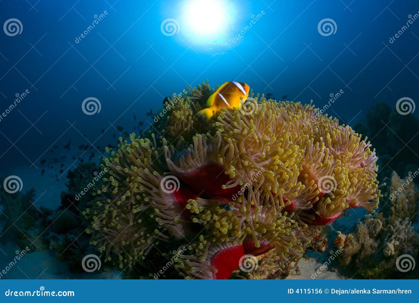 Colorful Fish among Coral Reef Stock Photo - Image of fish, organism ...