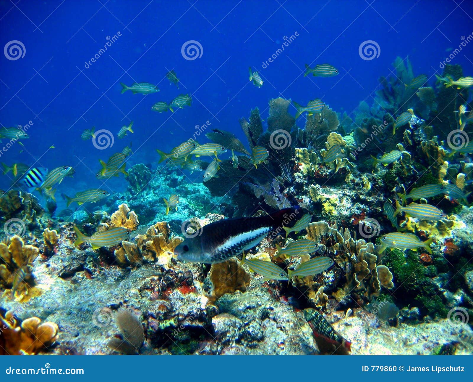 Colorful Fish in Coral Reef Stock Photo - Image of colorful, fish: 779860